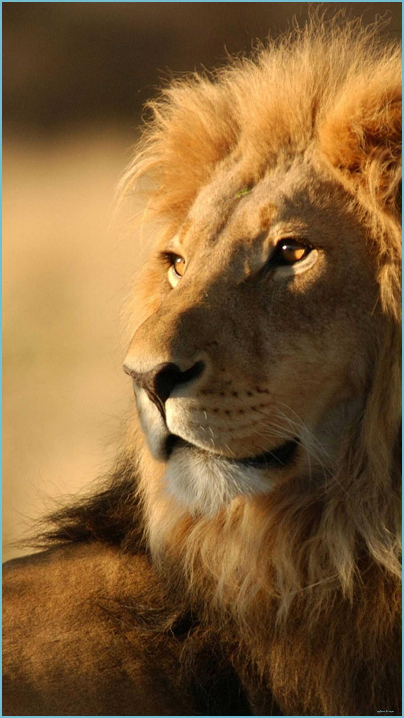 Big Lion Wallpapers - Top Free Big Lion Backgrounds - WallpaperAccess