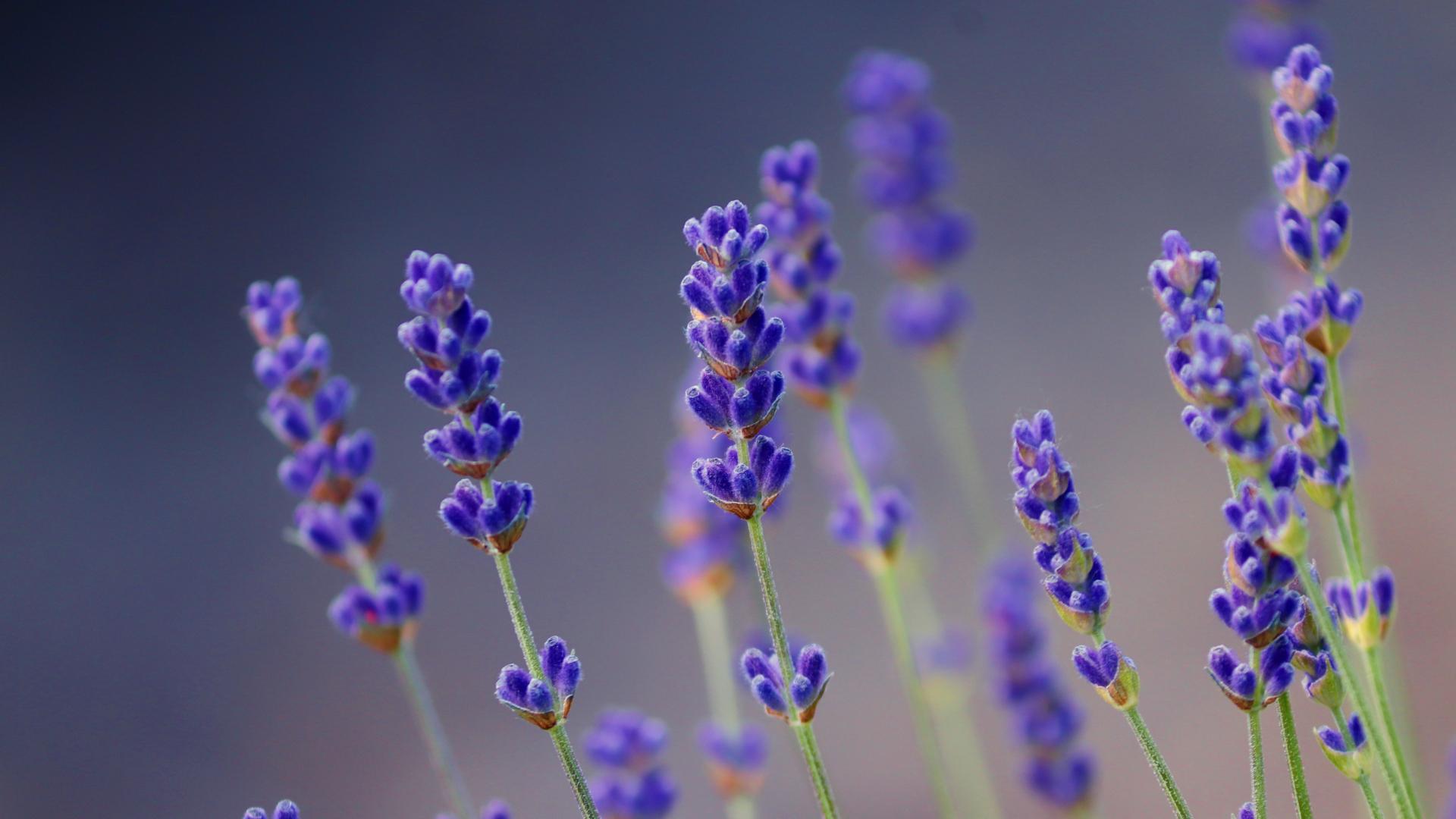 1920X1080 Lavender Wallpapers - Top Free 1920X1080 Lavender Backgrounds ...