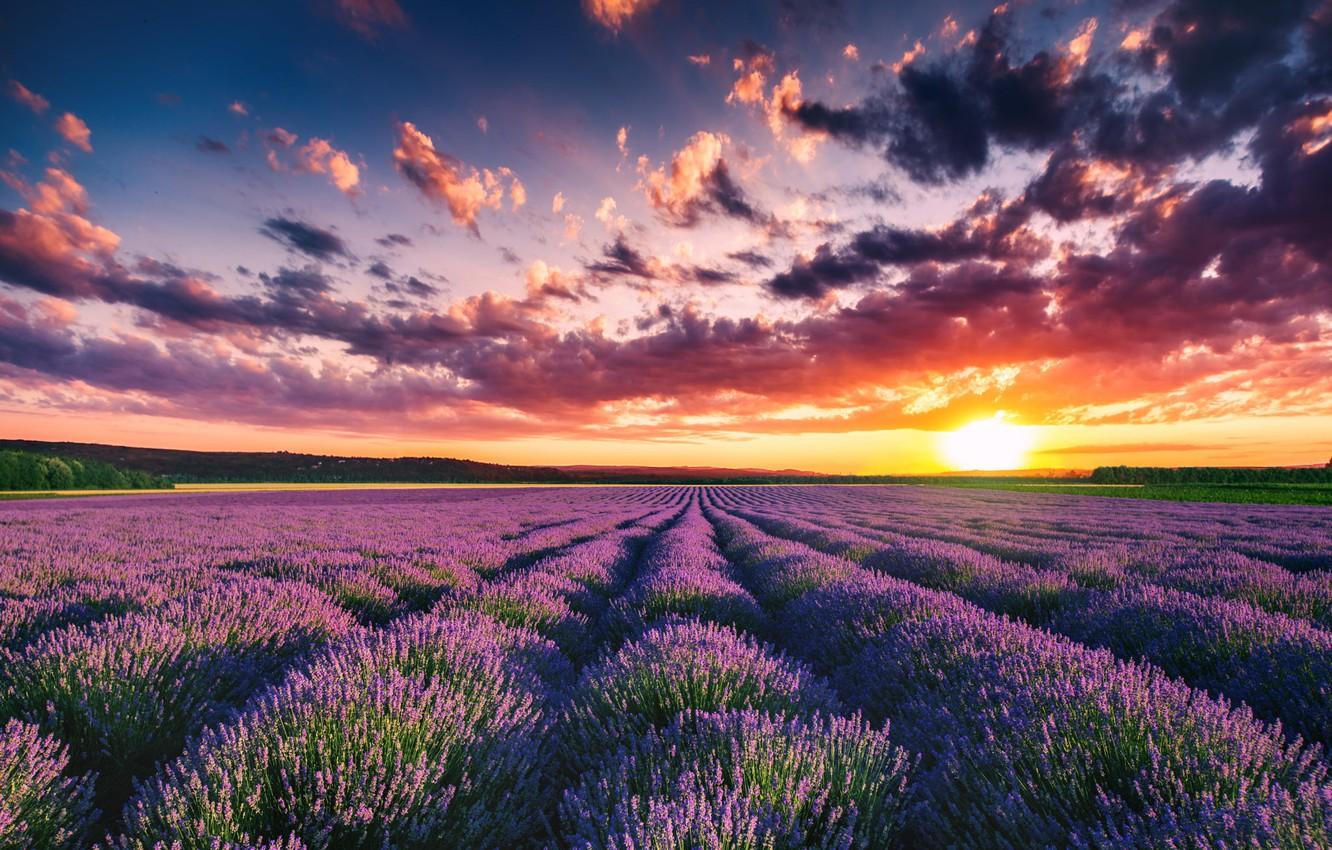 Landscape Lavender Wallpapers - Top Free Landscape Lavender Backgrounds ...