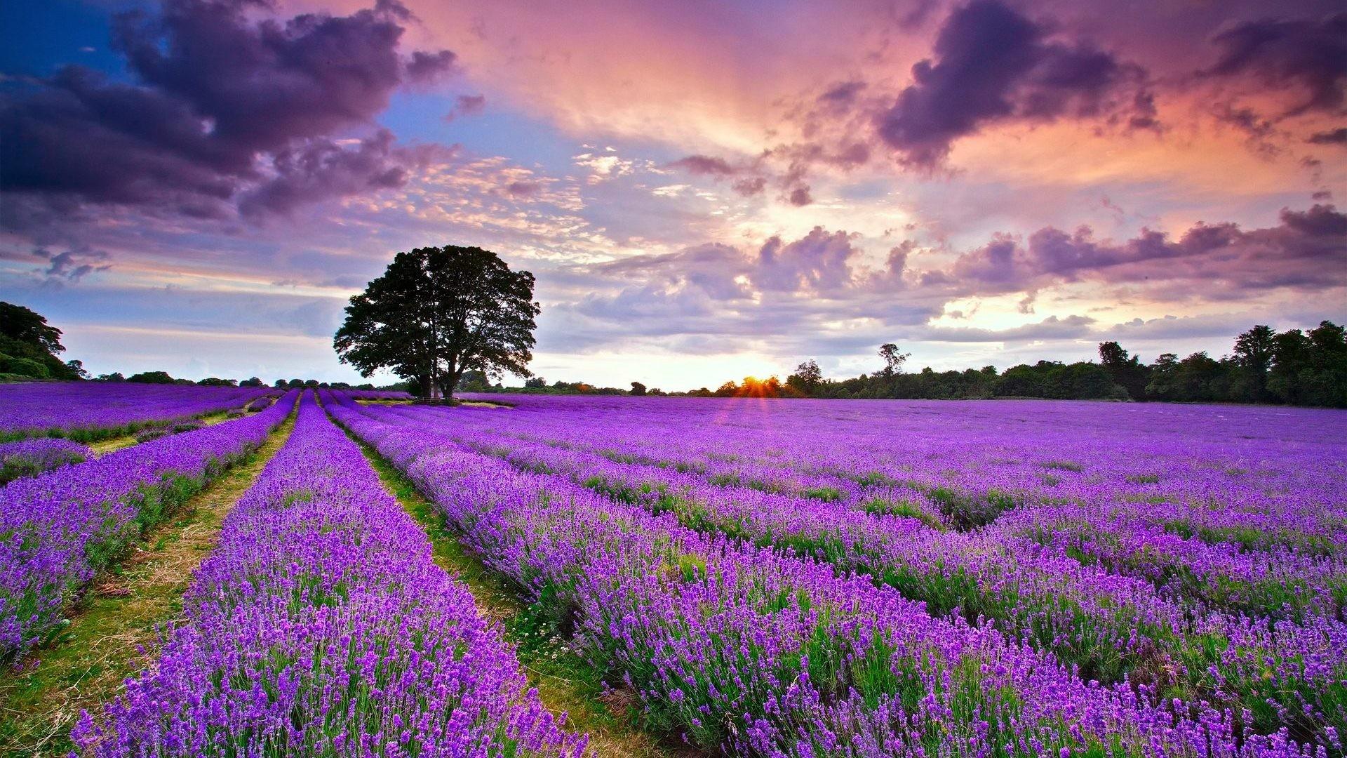 1920X1080 Lavender Wallpapers - Top Free 1920X1080 Lavender Backgrounds ...