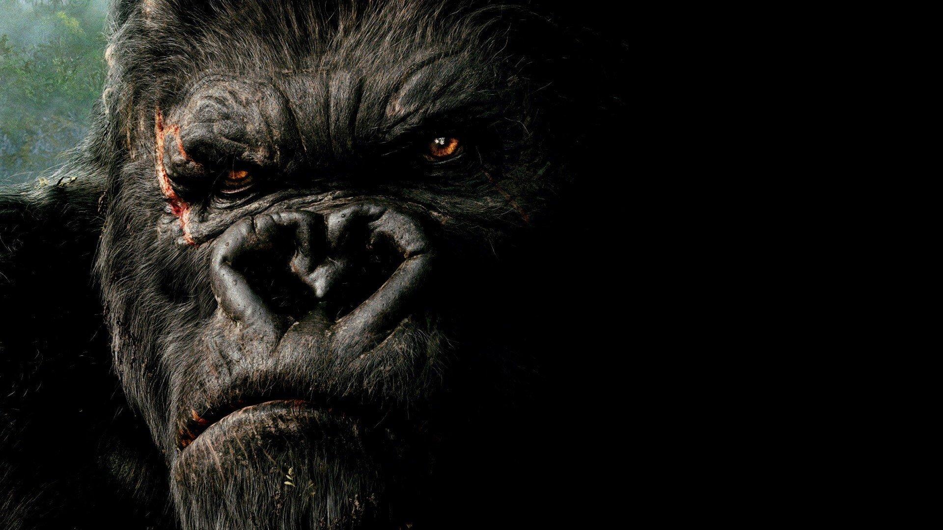 Gorilla King Wallpapers - Top Free Gorilla King Backgrounds ...