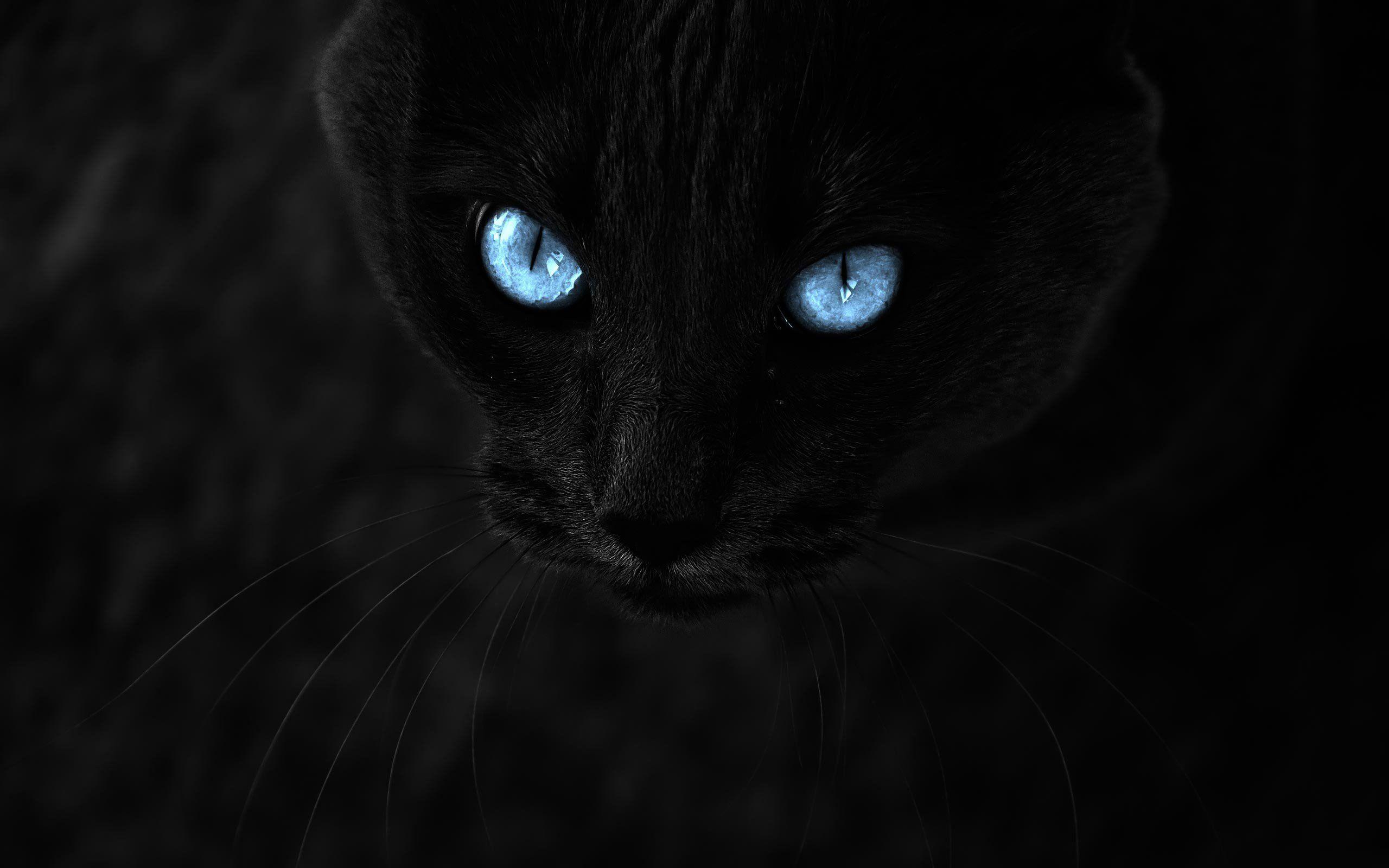 Cat Blue Eyes Wallpapers - Top Free Cat Blue Eyes Backgrounds ...
