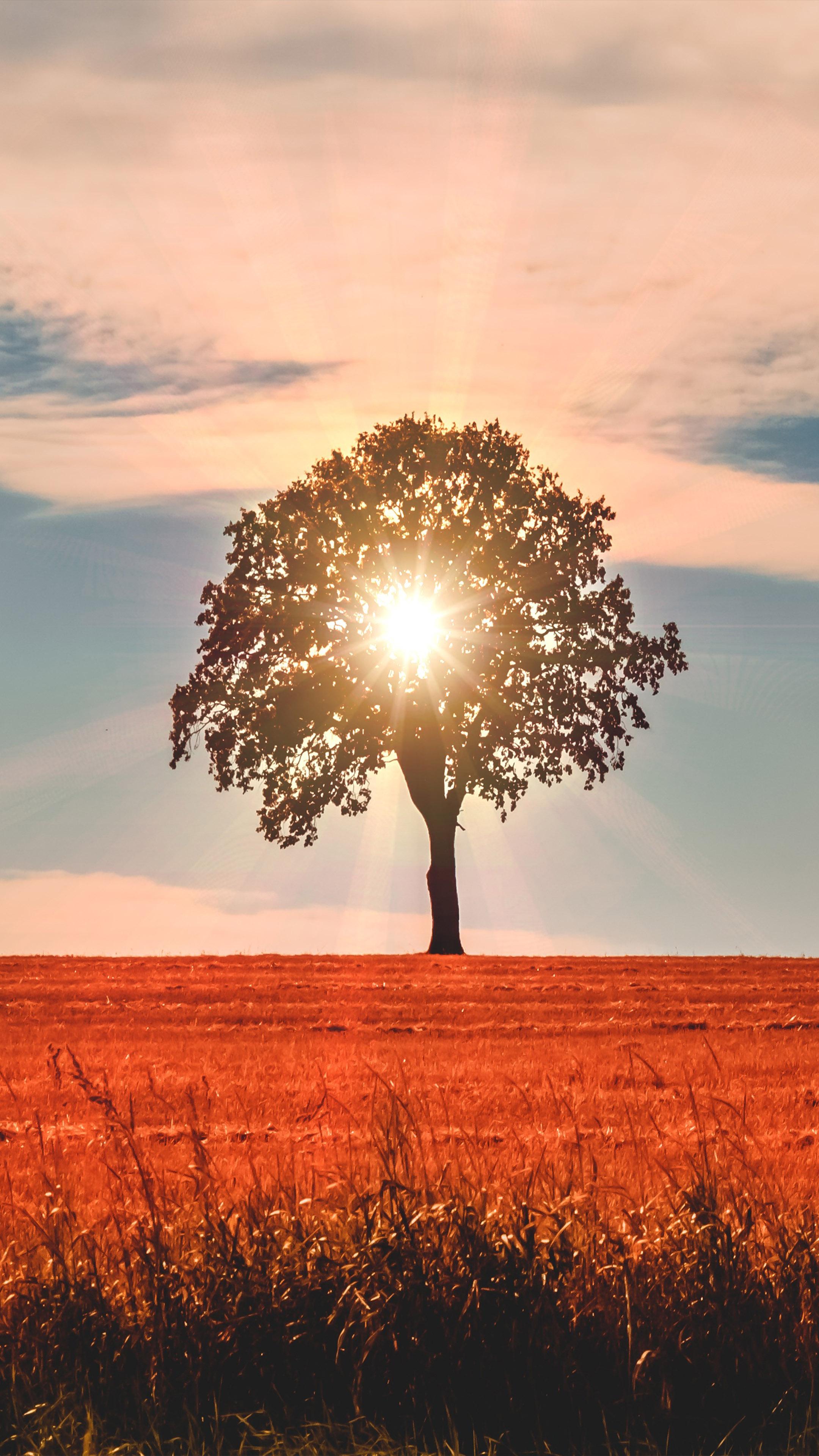 Lonely Nature Wallpapers - Top Free Lonely Nature Backgrounds ...
