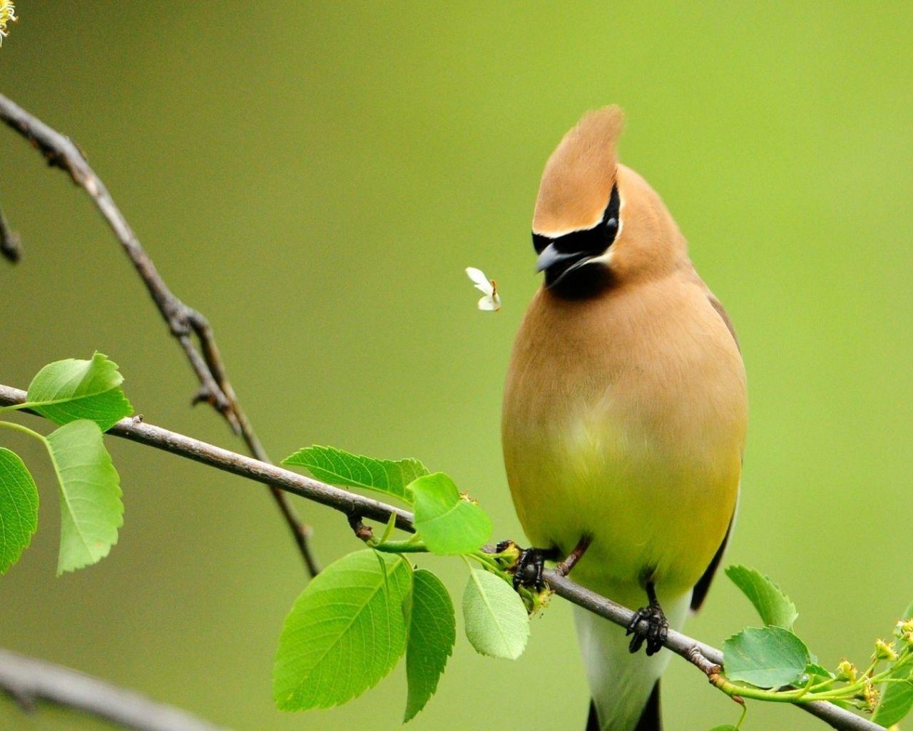 Summer Bird Desktop Wallpapers - Top Free Summer Bird Desktop ...