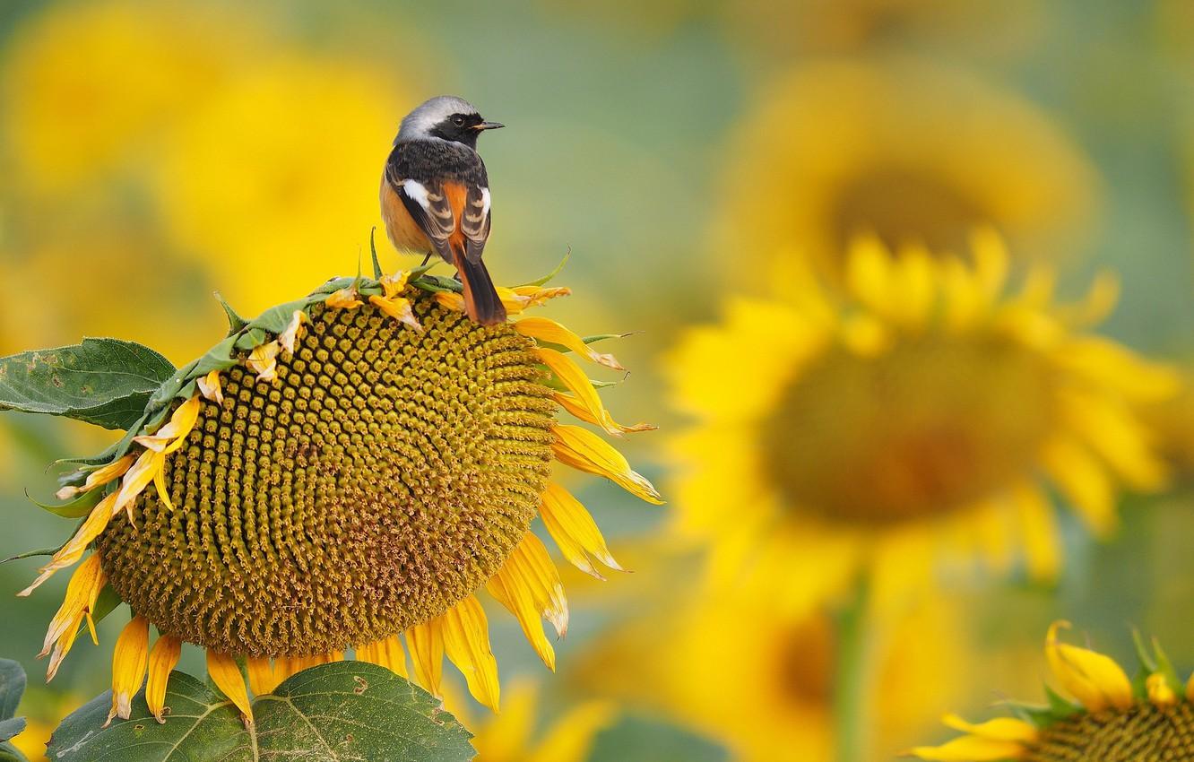 Summer Bird Desktop Wallpapers - Top Free Summer Bird Desktop ...