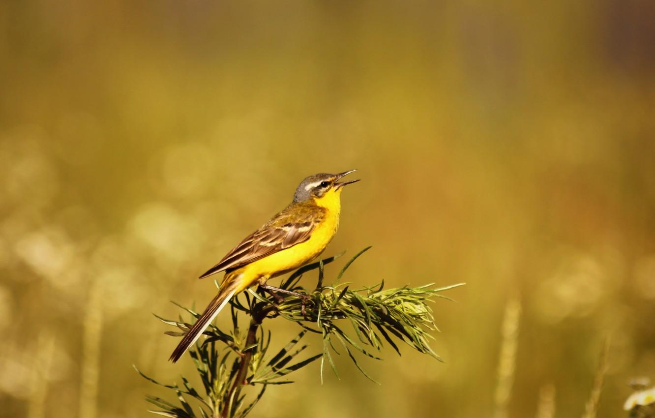 Summer Bird Desktop Wallpapers - Top Free Summer Bird Desktop ...