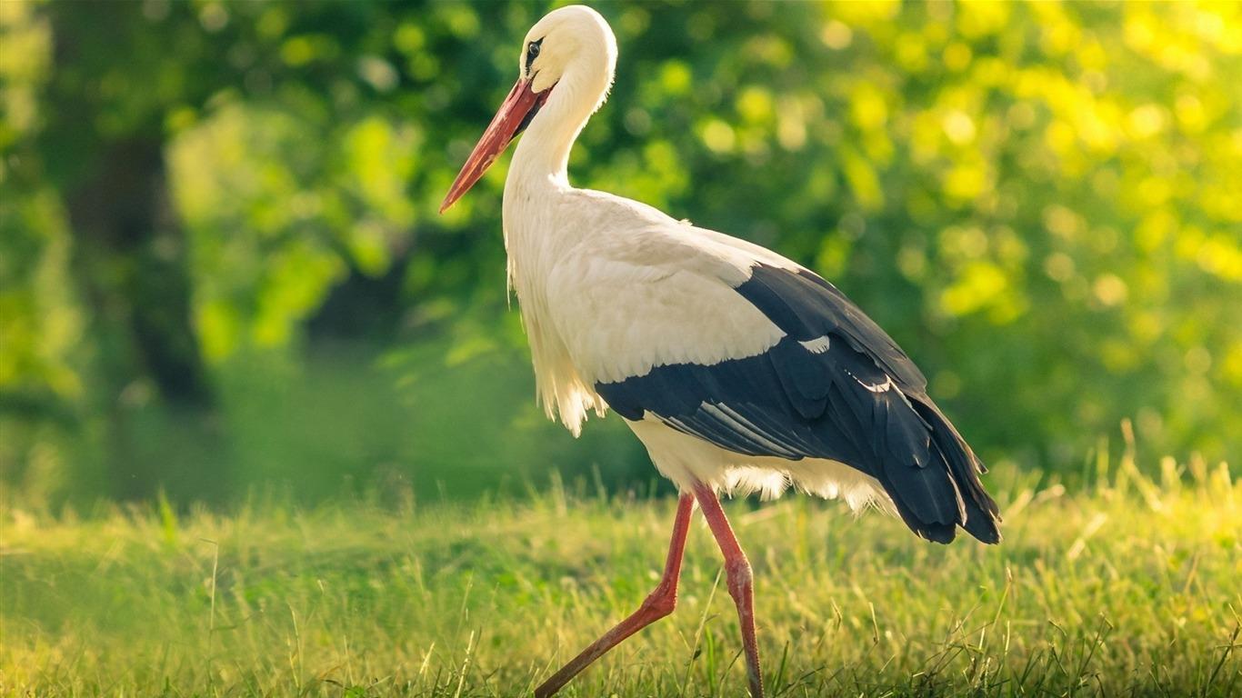 Summer Bird Desktop Wallpapers - Top Free Summer Bird Desktop ...