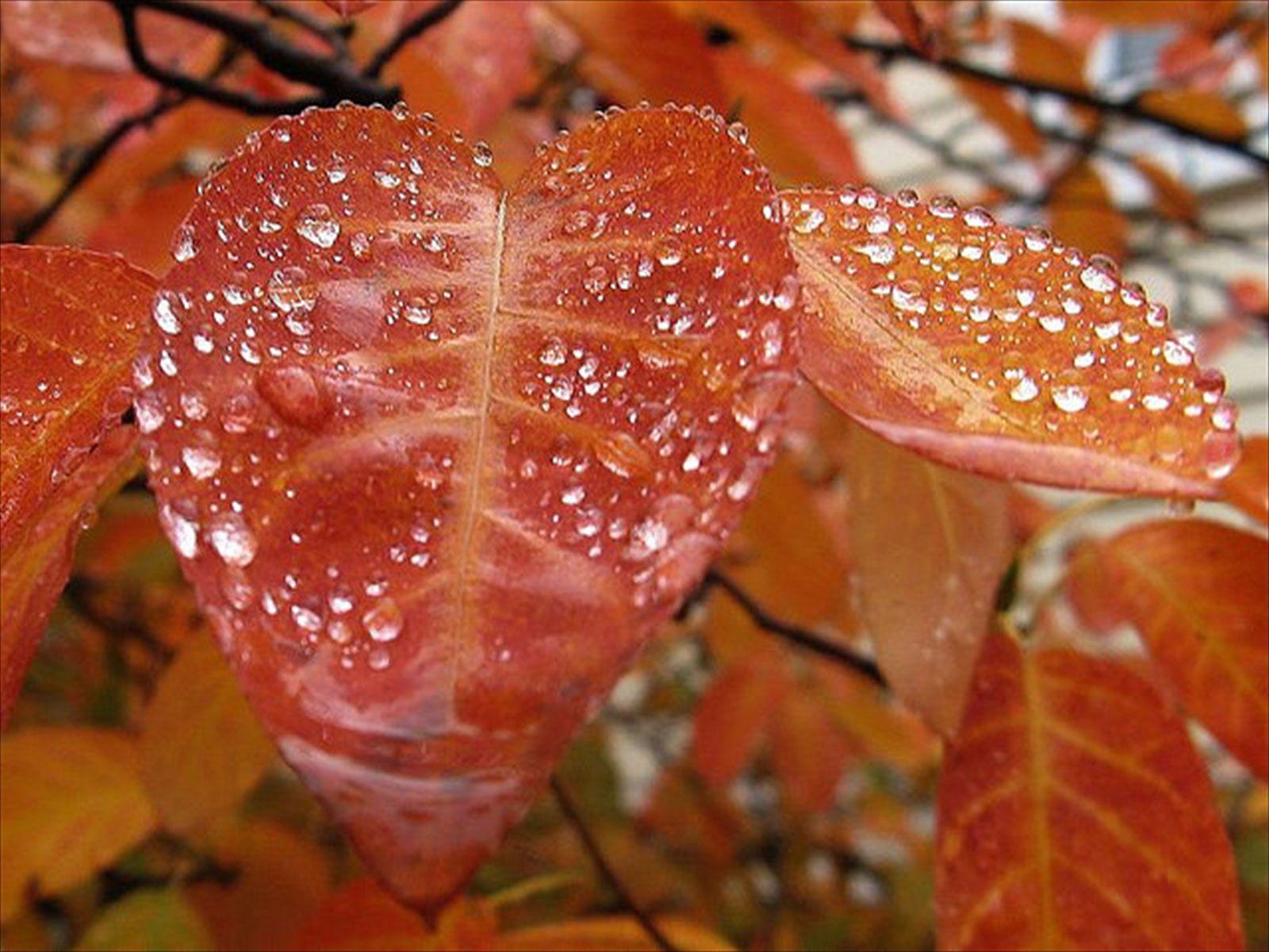 Autumn Rain Desktop Wallpapers - Top Free Autumn Rain Desktop ...
