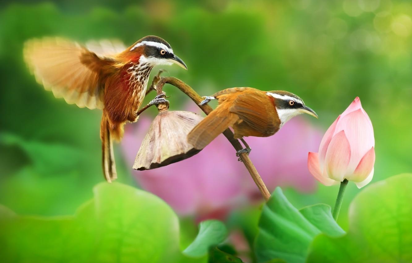 Summer Bird Desktop Wallpapers - Top Free Summer Bird Desktop ...