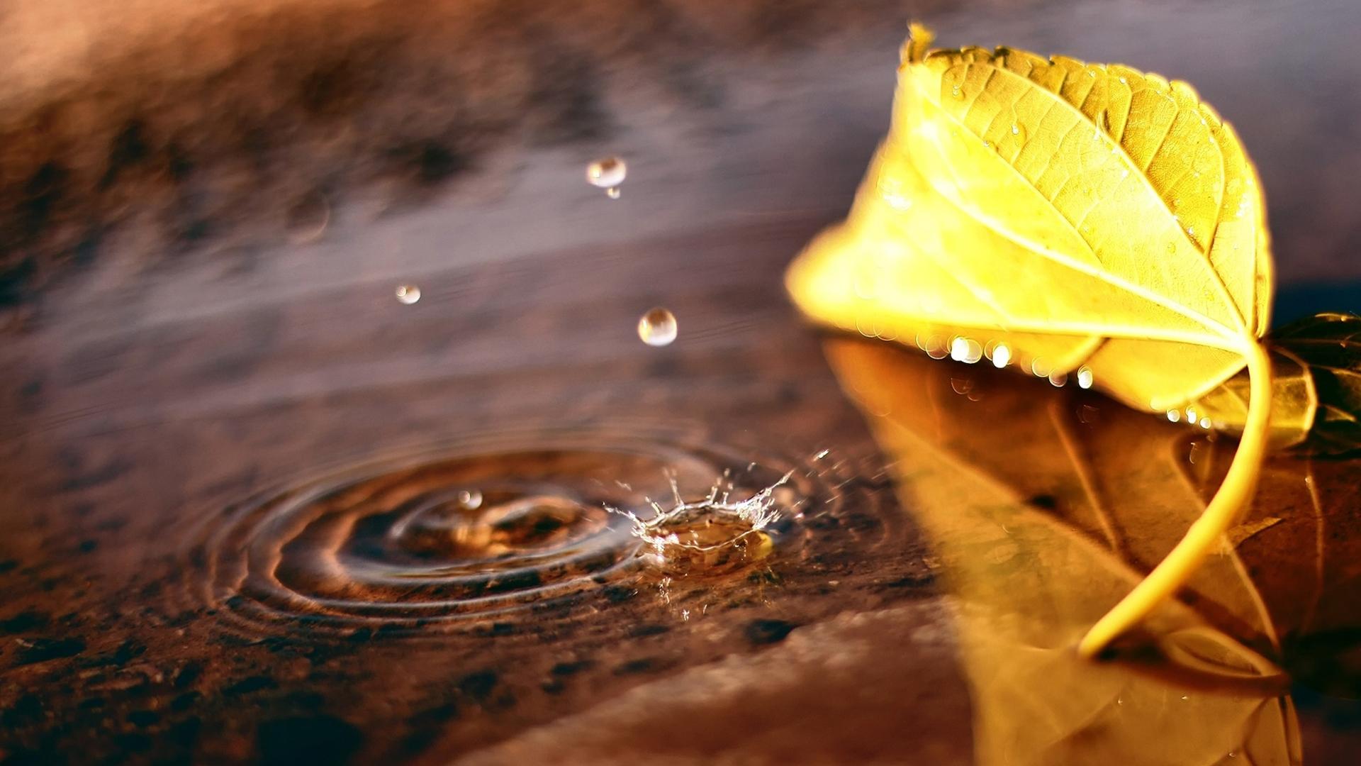 Rain Droplets Wallpapers - Top Free Rain Droplets Backgrounds ...