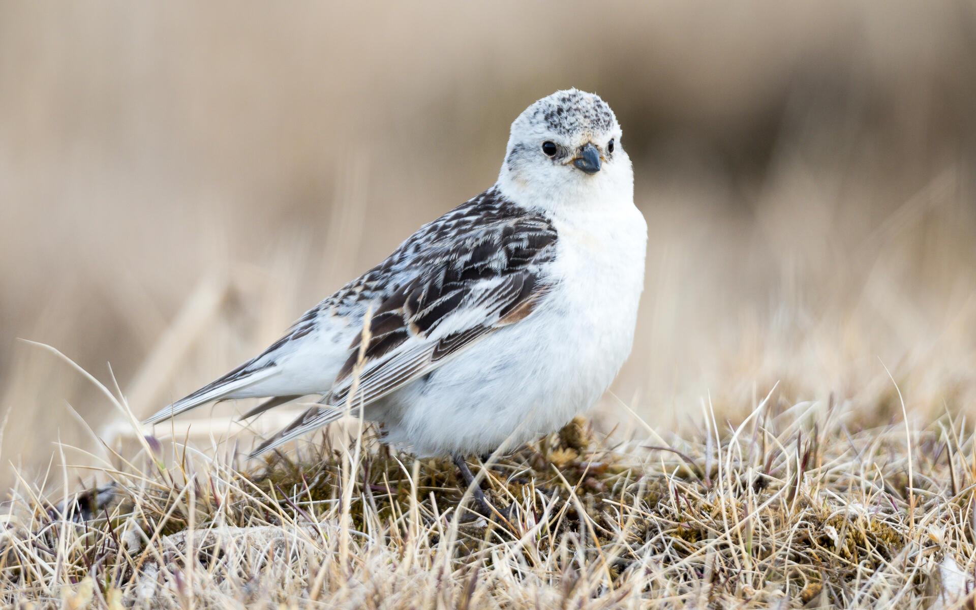 Summer Bird Desktop Wallpapers - Top Free Summer Bird Desktop ...