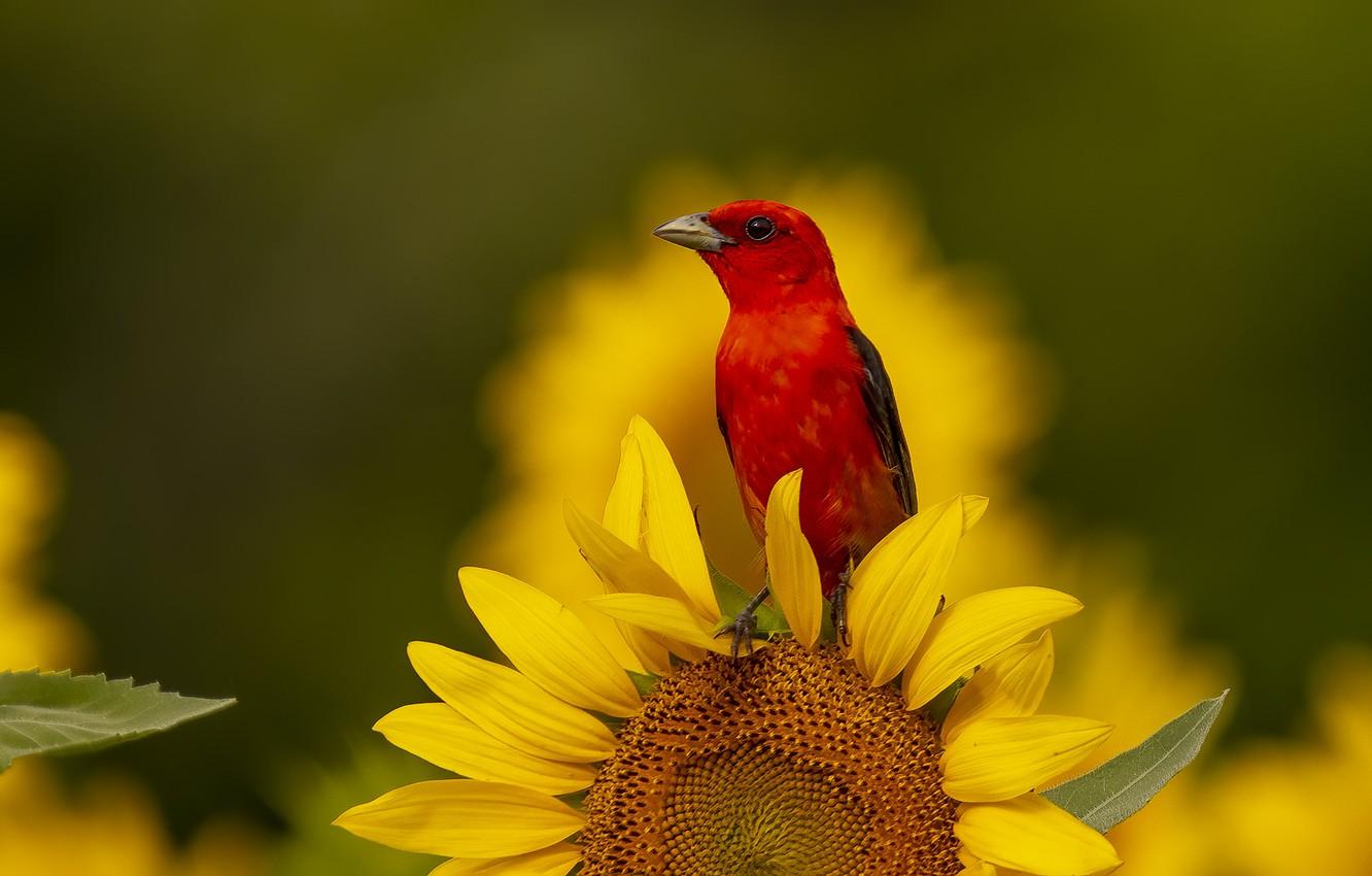 Summer Bird Desktop Wallpapers - Top Free Summer Bird Desktop ...