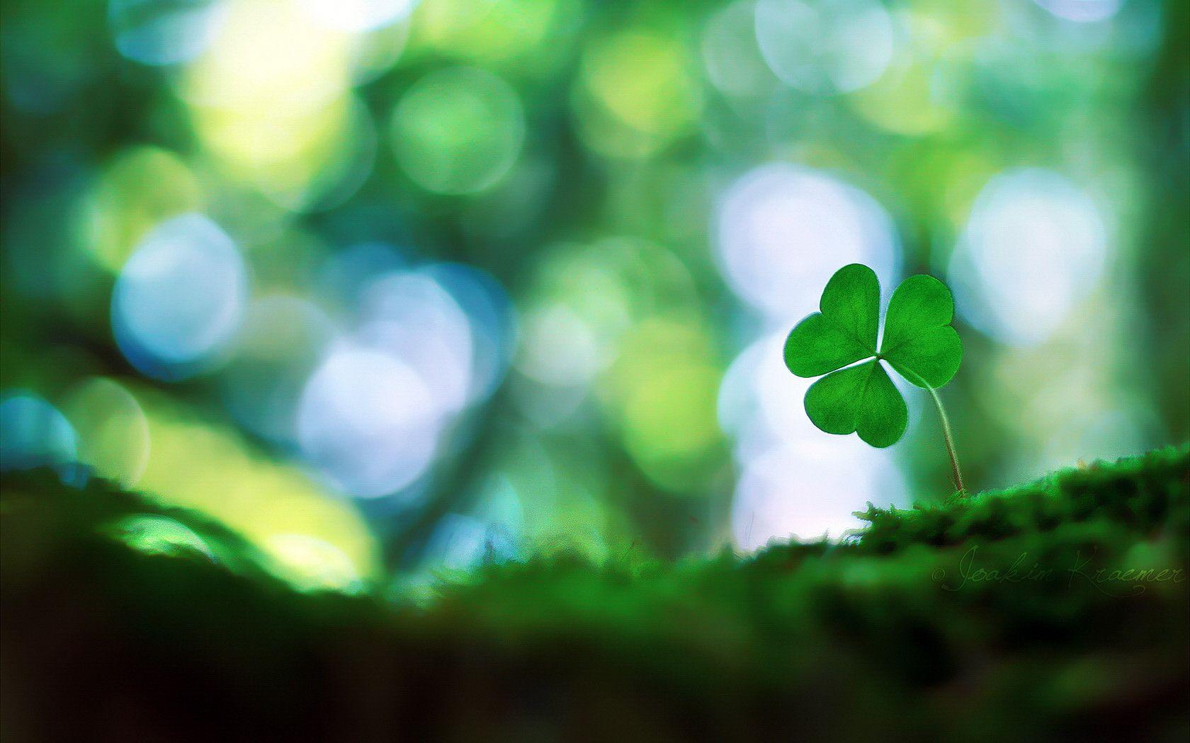Irish Shamrock Wallpapers - Top Free Irish Shamrock Backgrounds ...