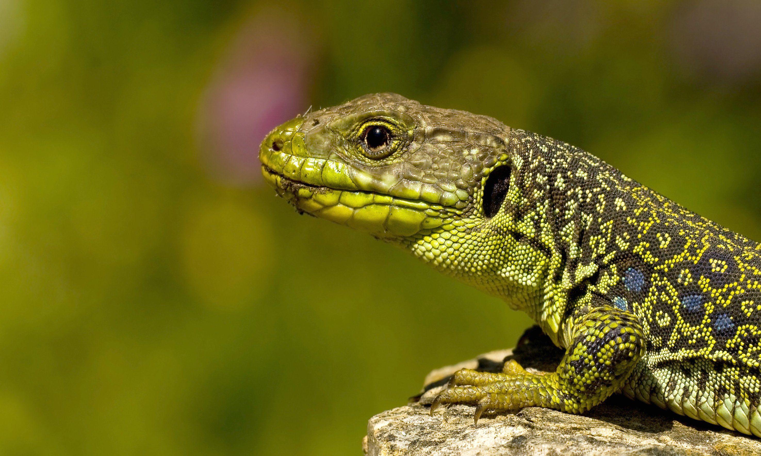 Lizard Desktop Wallpapers - Top Free Lizard Desktop Backgrounds ...