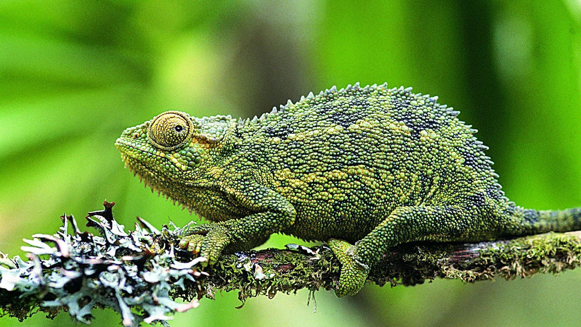Lizards HD Wallpapers - Top Free Lizards HD Backgrounds - WallpaperAccess