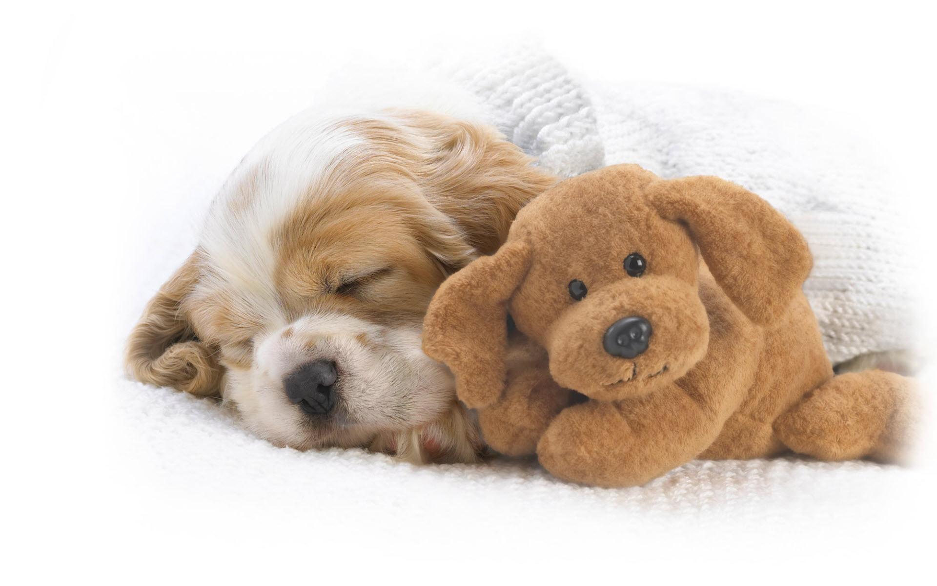 Cute Dogs Sleeping Wallpapers - Top Free Cute Dogs Sleeping Backgrounds ...