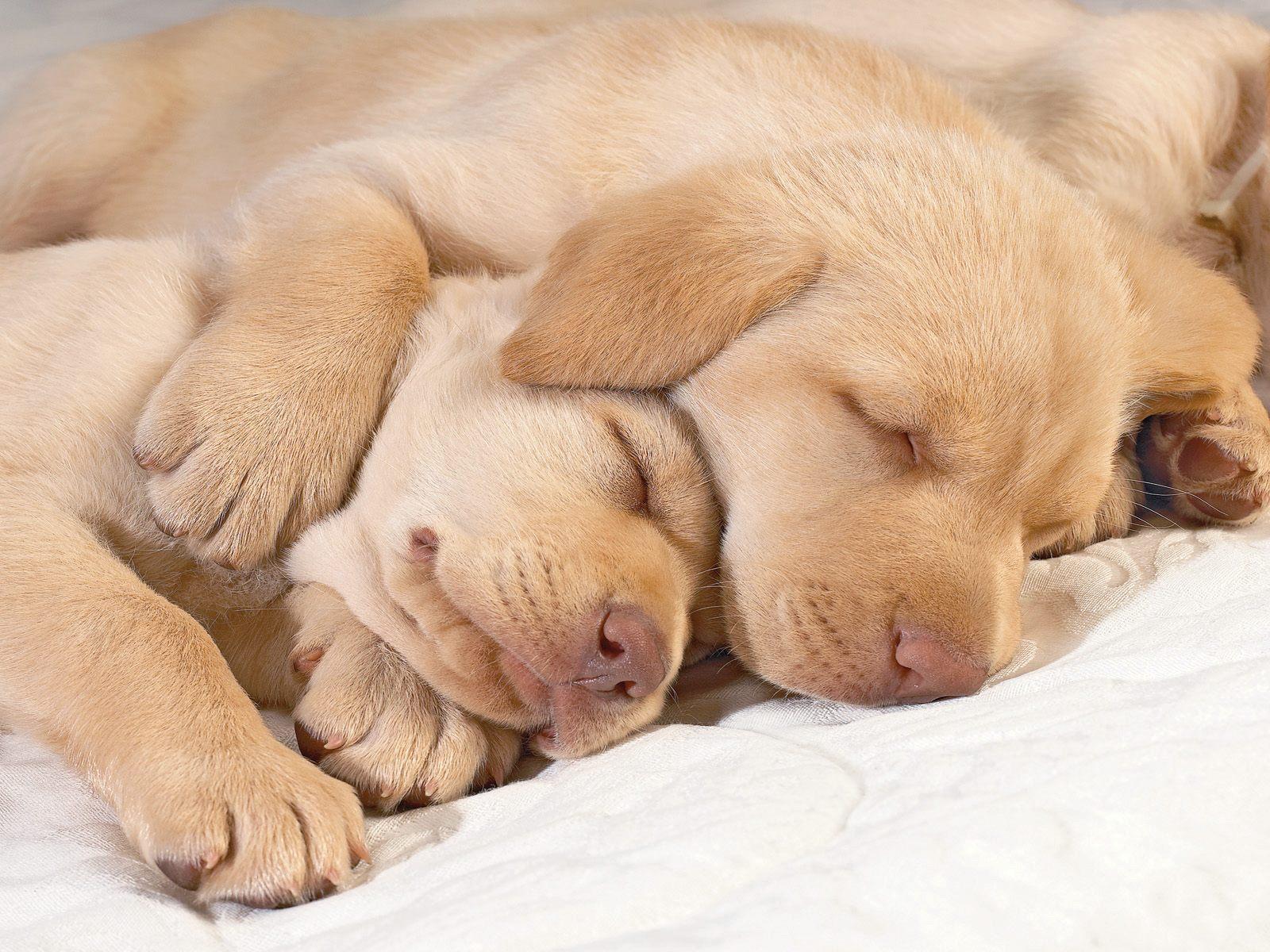 Cute Dogs Sleeping Wallpapers - Top Free Cute Dogs Sleeping Backgrounds ...