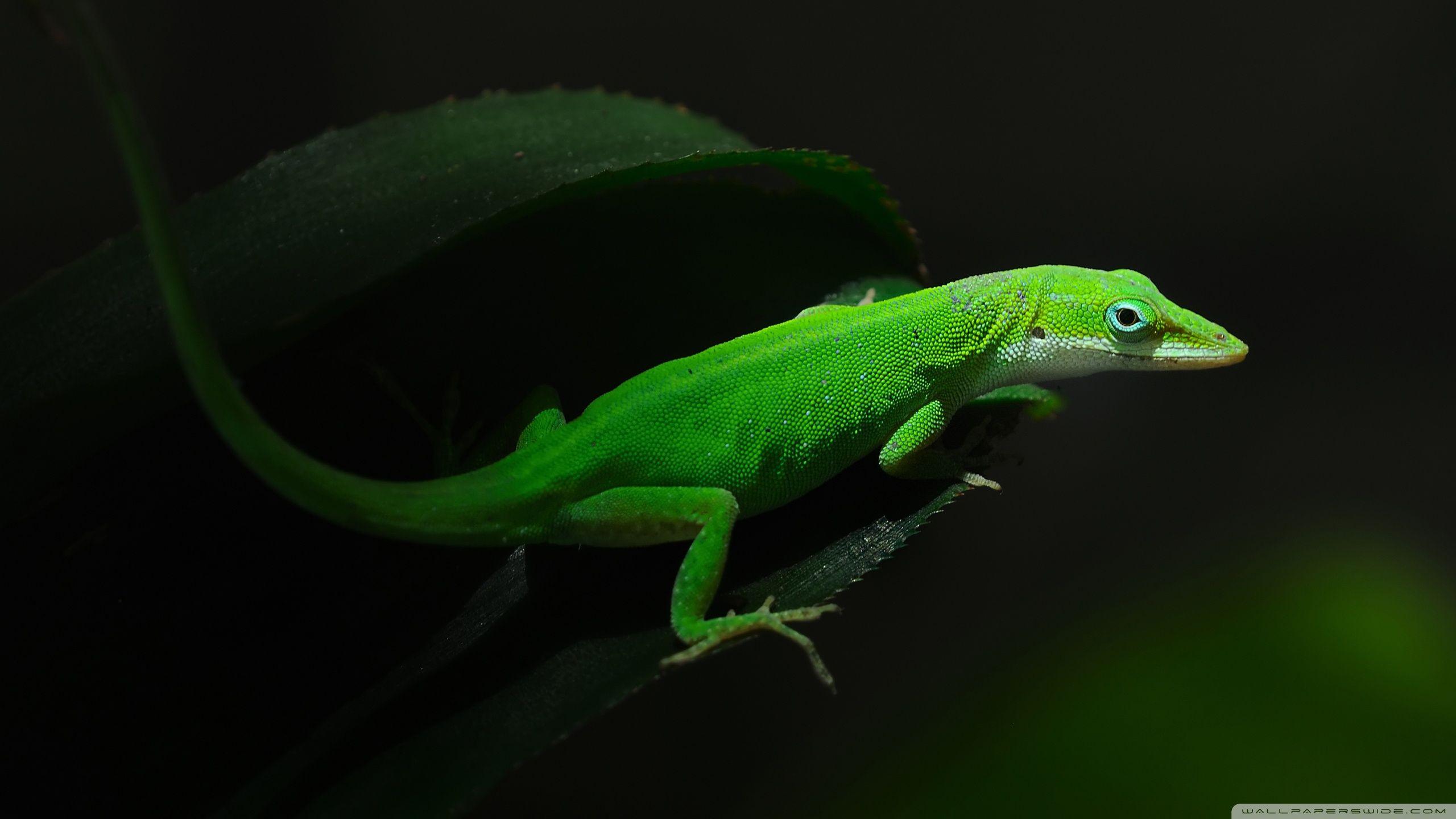 Lizards HD Wallpapers - Top Free Lizards HD Backgrounds - WallpaperAccess