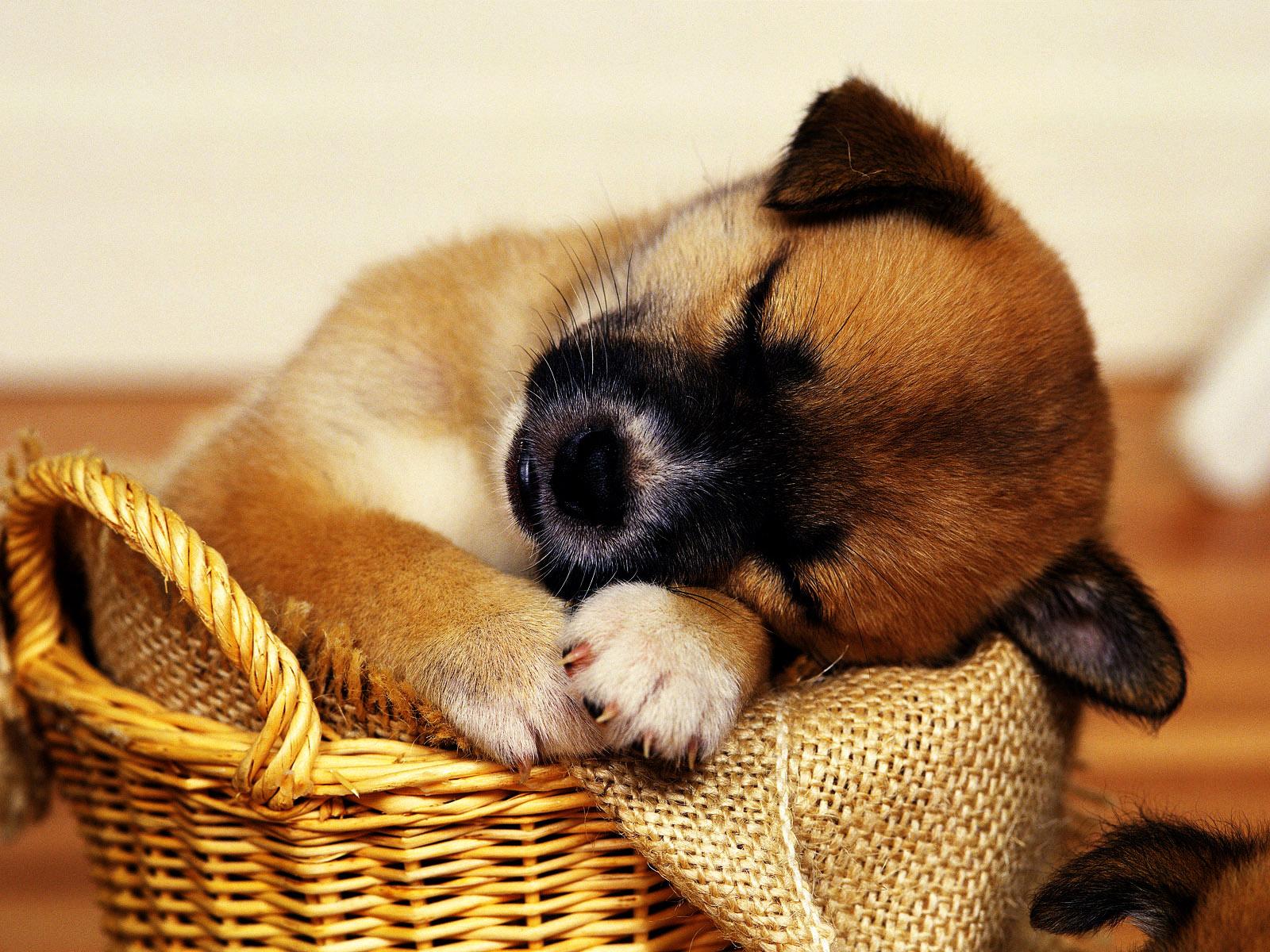 Cute Dogs Sleeping Wallpapers - Top Free Cute Dogs Sleeping Backgrounds ...