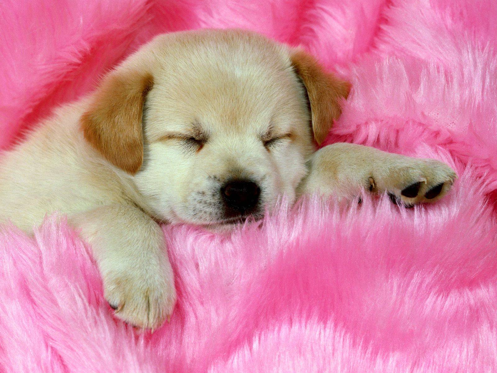 Cute Dogs Sleeping Wallpapers - Top Free Cute Dogs Sleeping Backgrounds ...