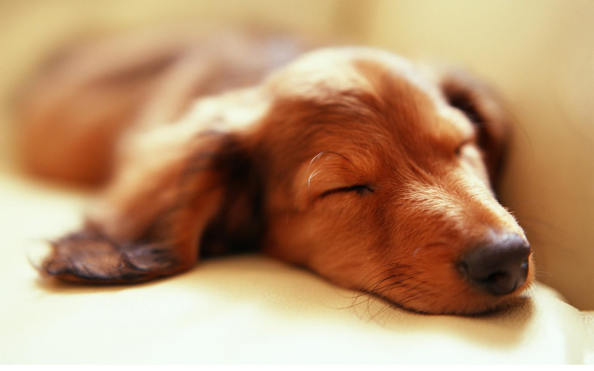 Cute Dogs Sleeping Wallpapers - Top Free Cute Dogs Sleeping Backgrounds ...