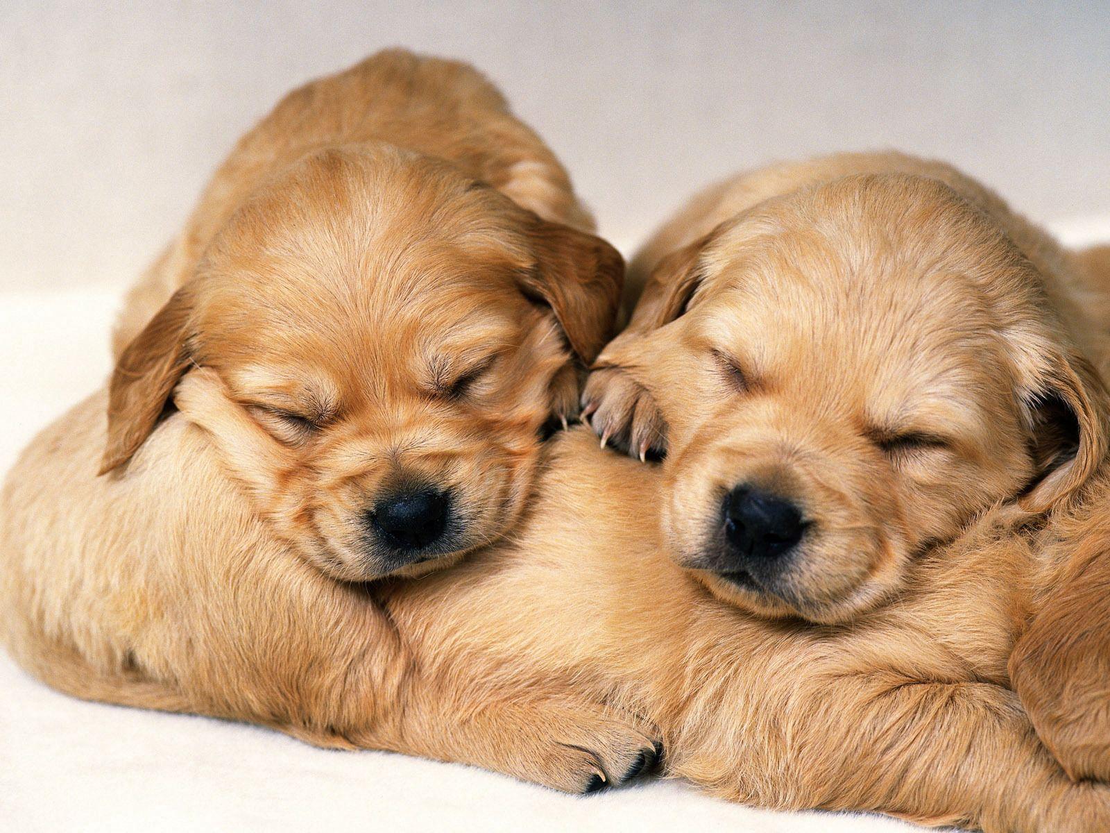 Cute Dogs Sleeping Wallpapers - Top Free Cute Dogs Sleeping Backgrounds ...