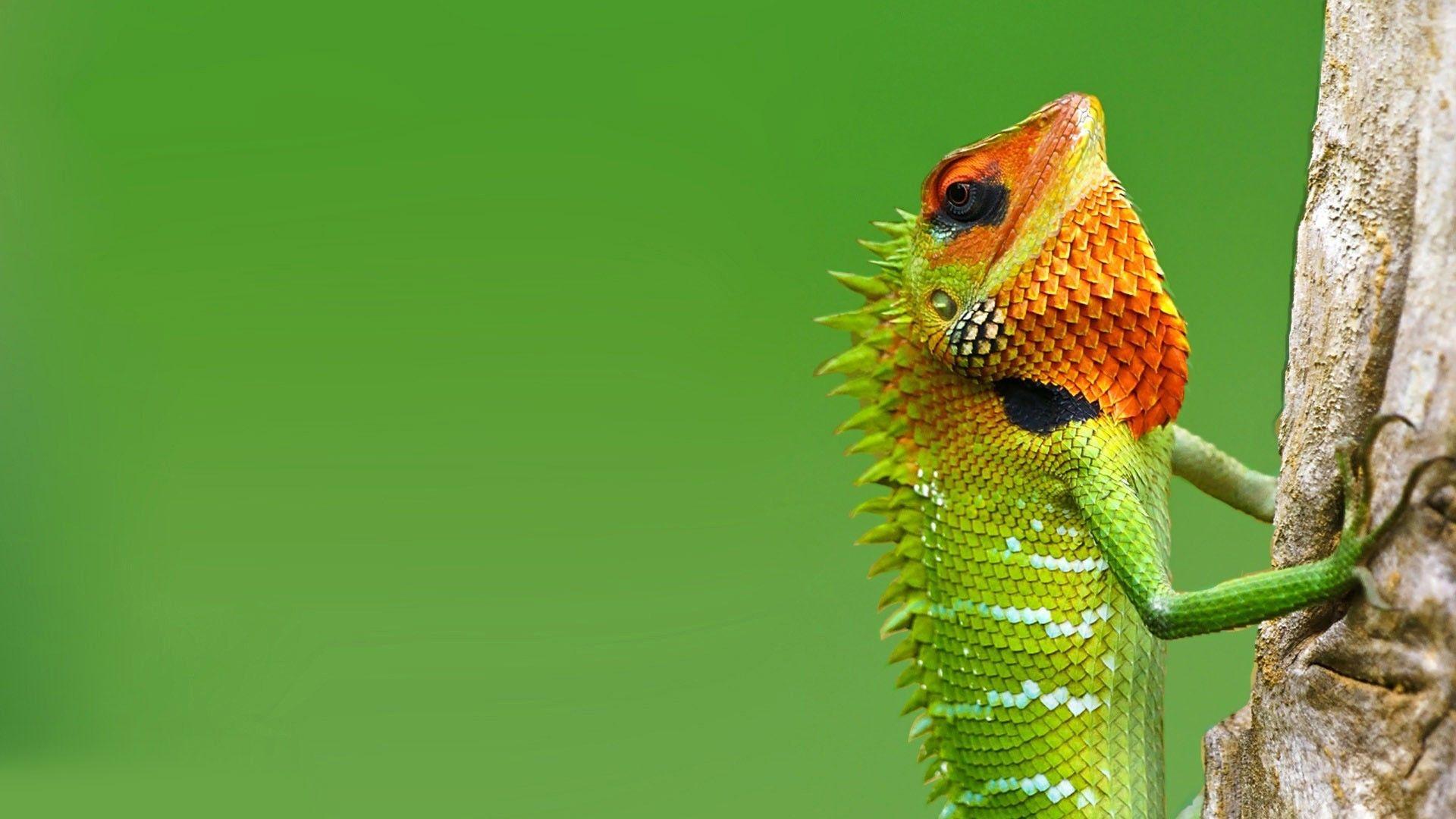Lizards HD Wallpapers - Top Free Lizards HD Backgrounds - WallpaperAccess