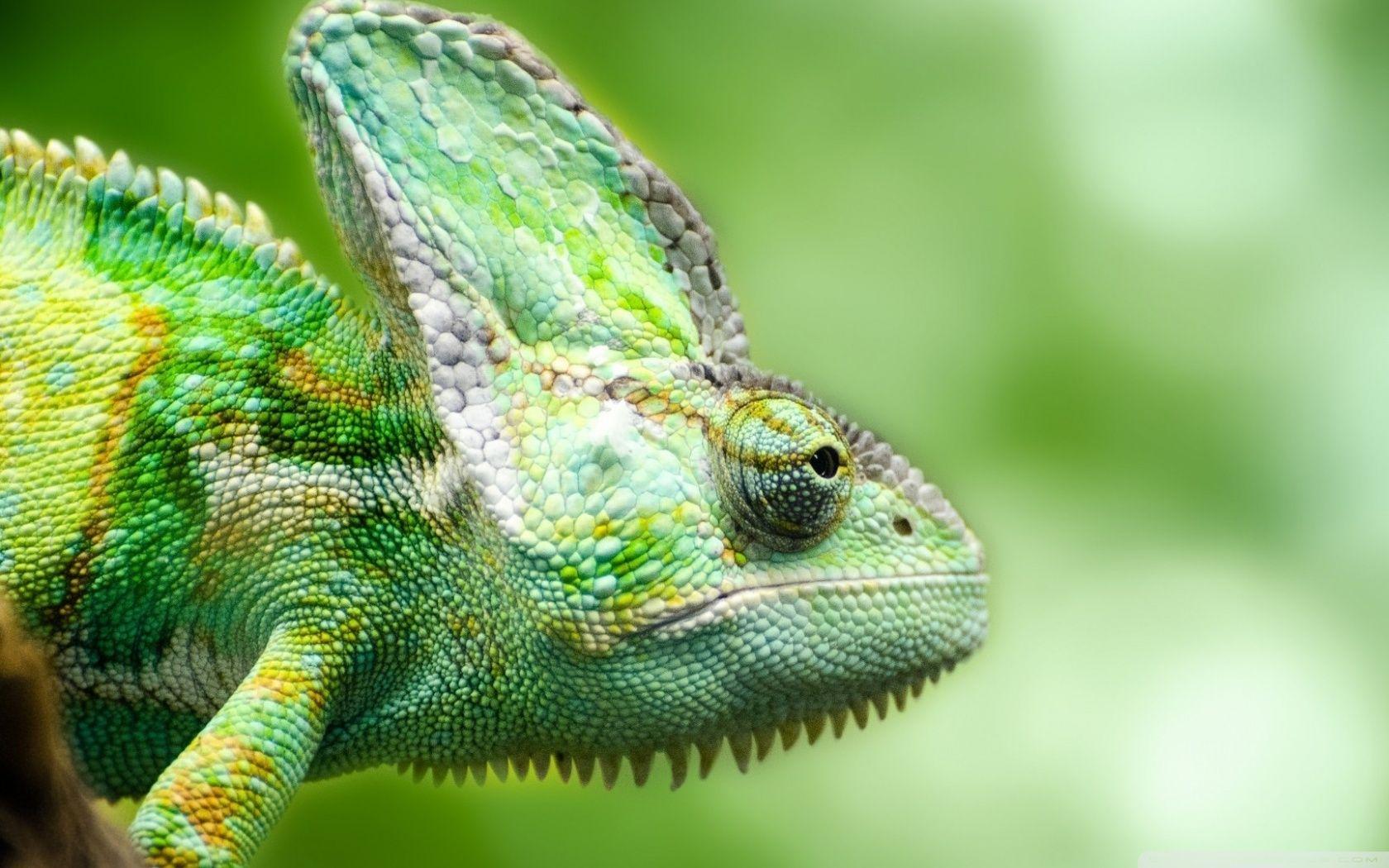 Lizards HD Wallpapers - Top Free Lizards HD Backgrounds - WallpaperAccess