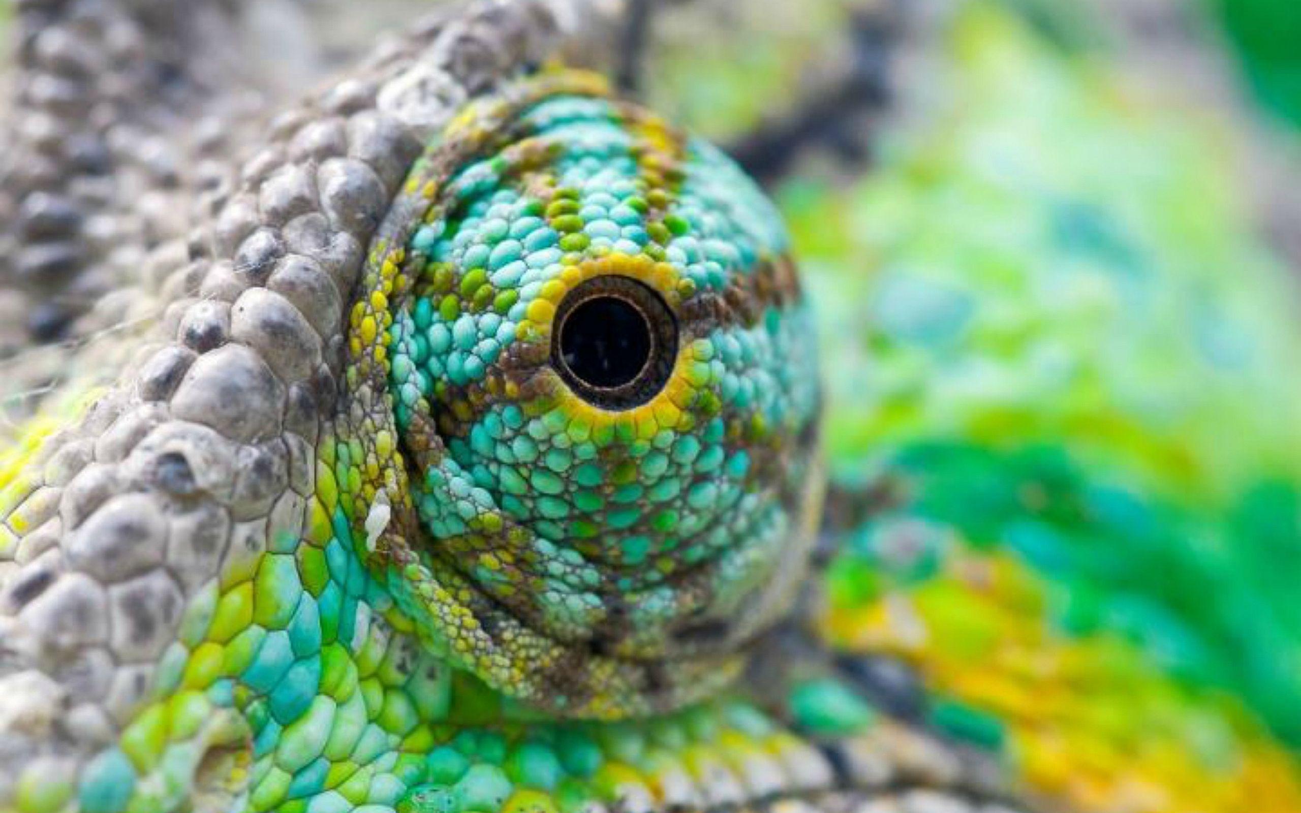 Lizards HD Wallpapers - Top Free Lizards HD Backgrounds - WallpaperAccess