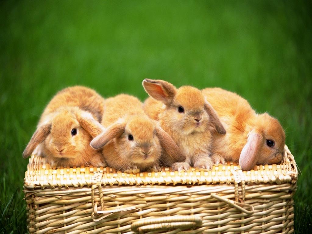 Rabbit Computer Wallpapers - Top Free Rabbit Computer Backgrounds ...