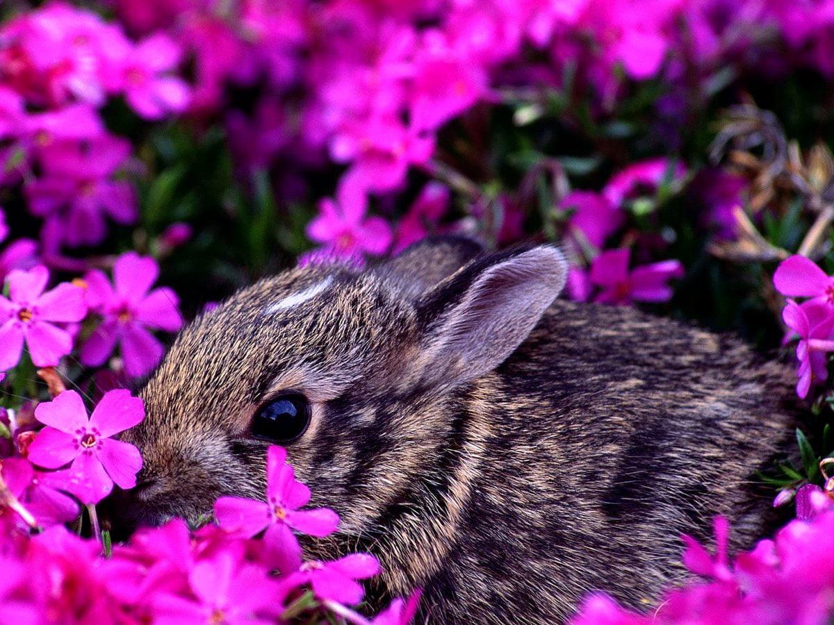 Rabbit Computer Wallpapers - Top Free Rabbit Computer Backgrounds ...
