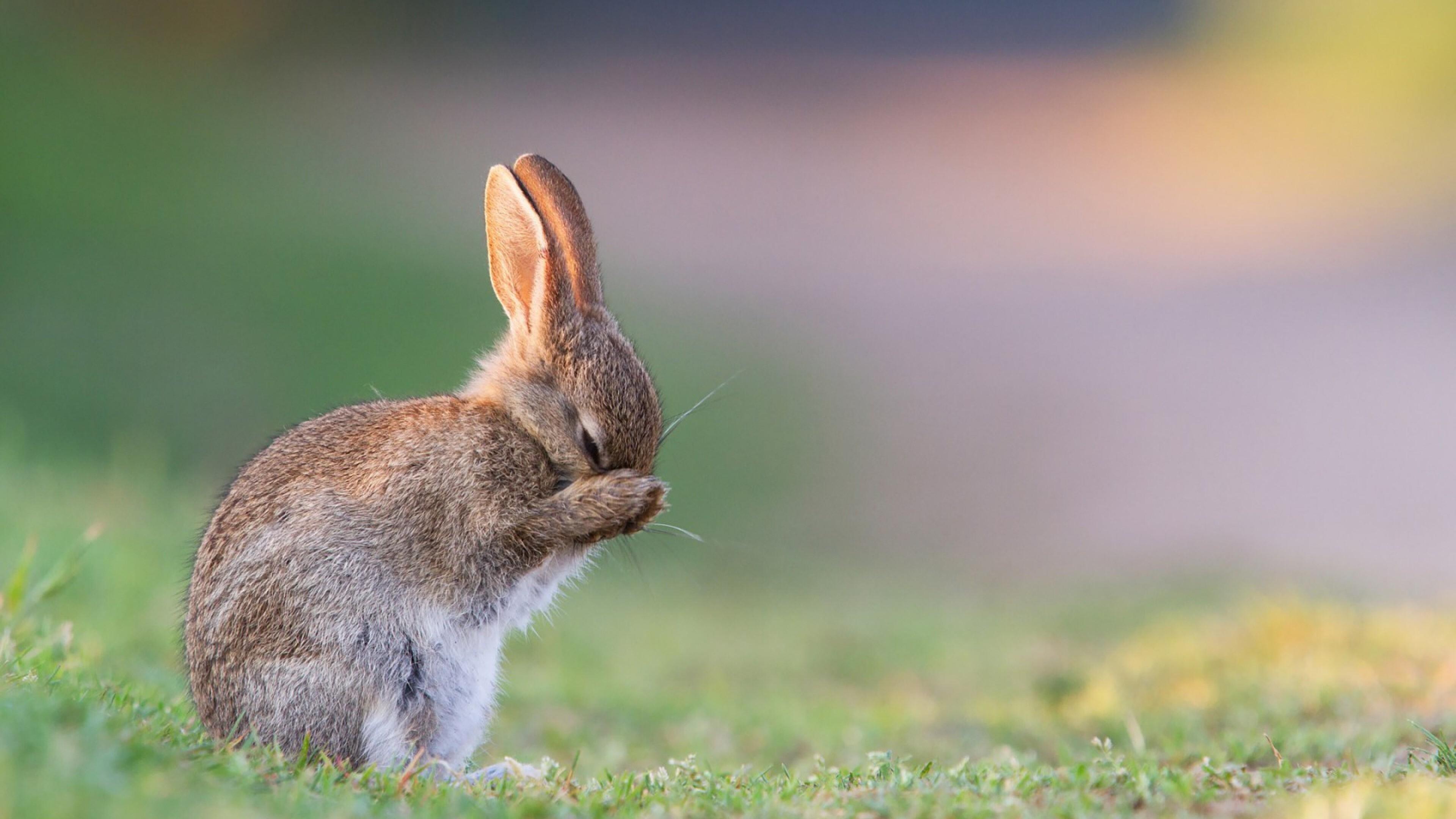 Rabbit Computer Wallpapers - Top Free Rabbit Computer Backgrounds ...