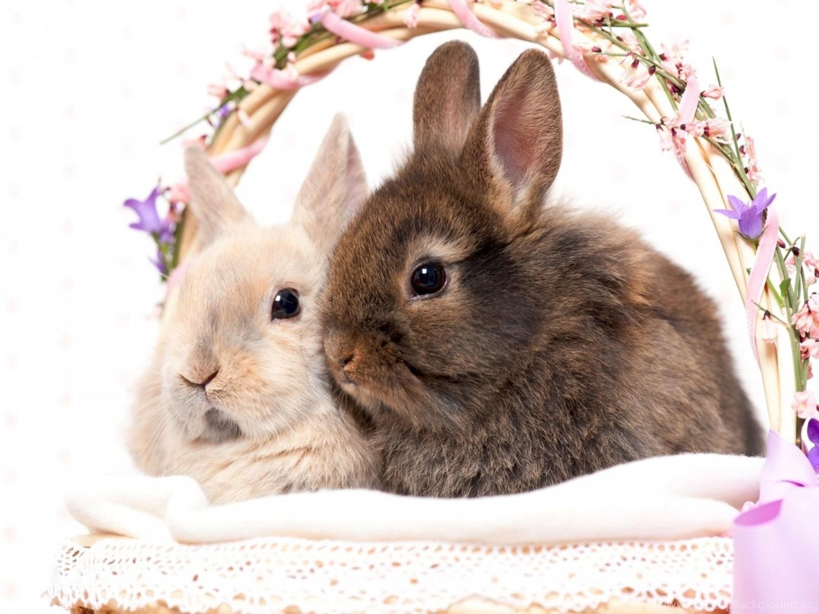 Rabbit Computer Wallpapers - Top Free Rabbit Computer Backgrounds ...