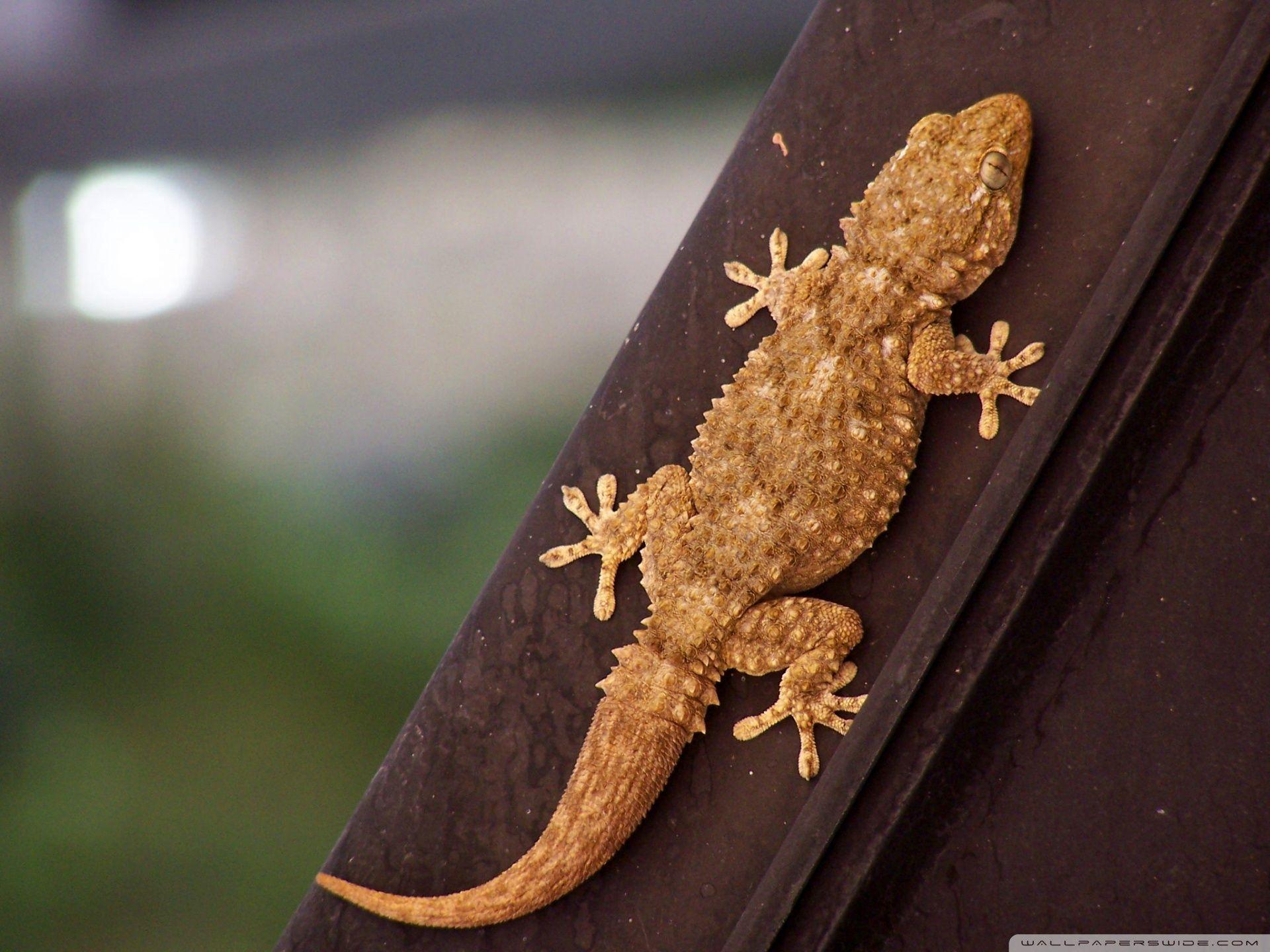 Lizard Desktop Wallpapers - Top Free Lizard Desktop Backgrounds ...