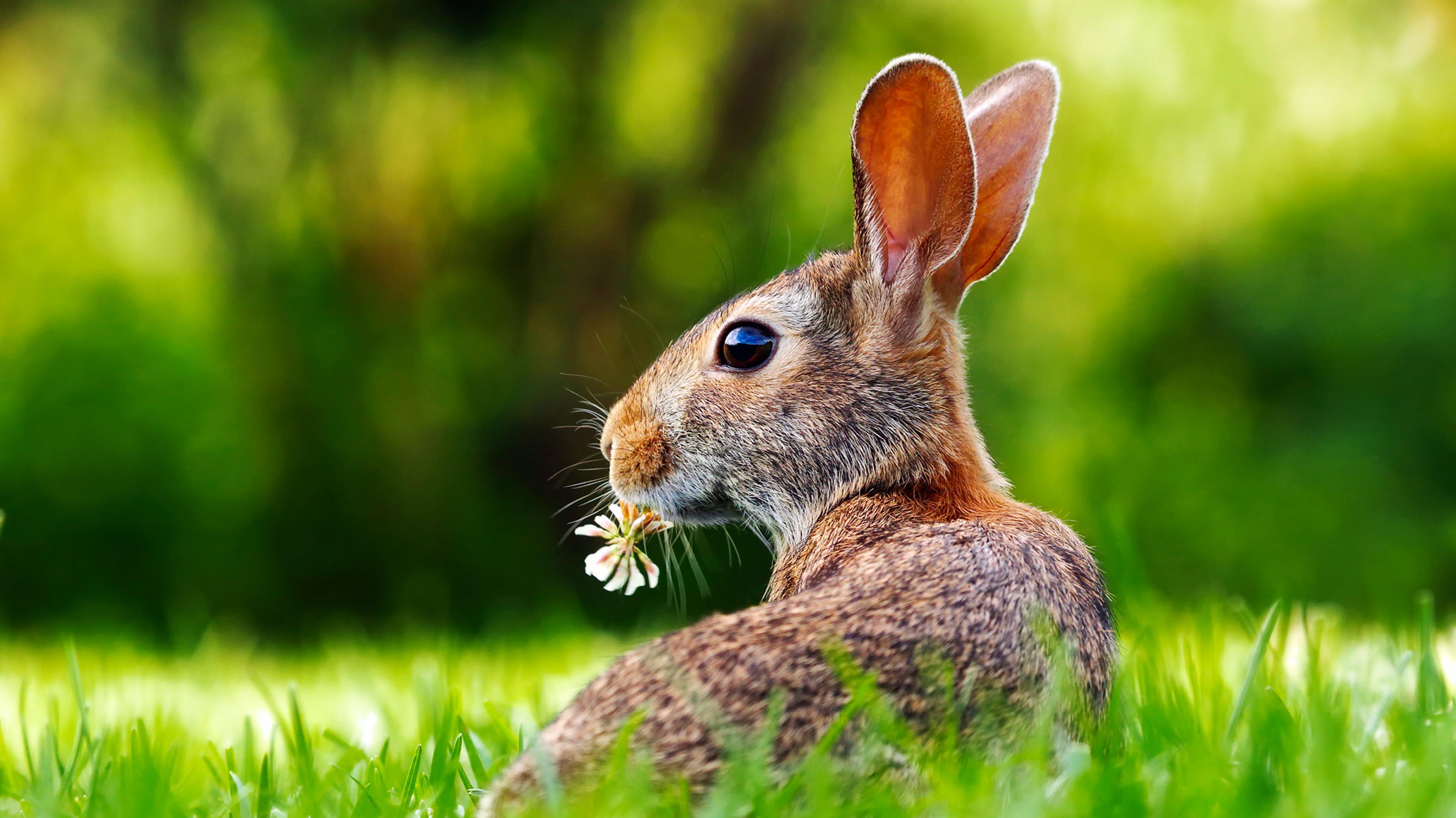 Rabbit Computer Wallpapers - Top Free Rabbit Computer Backgrounds ...