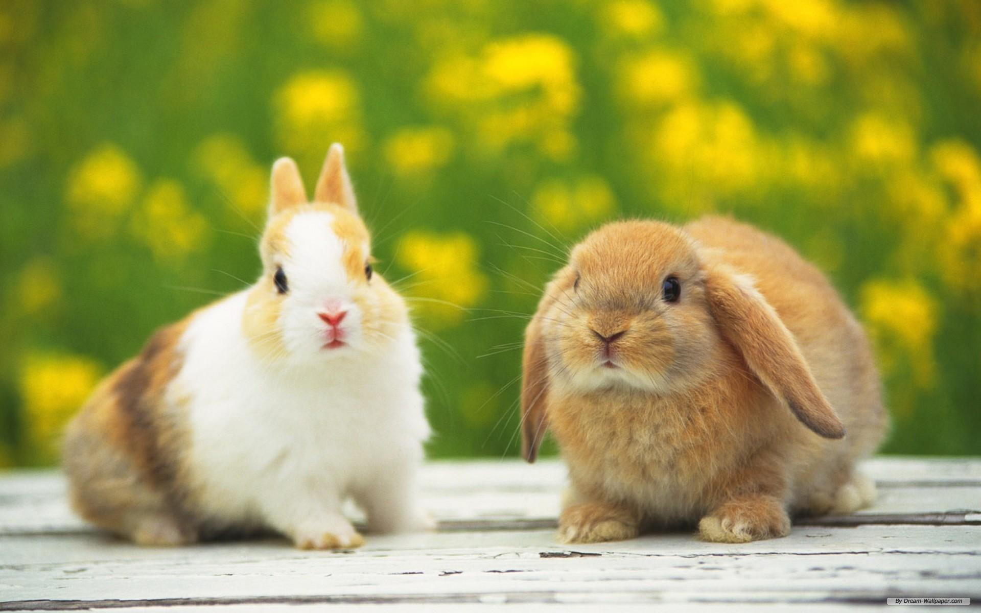 Rabbit Computer Wallpapers - Top Free Rabbit Computer Backgrounds ...
