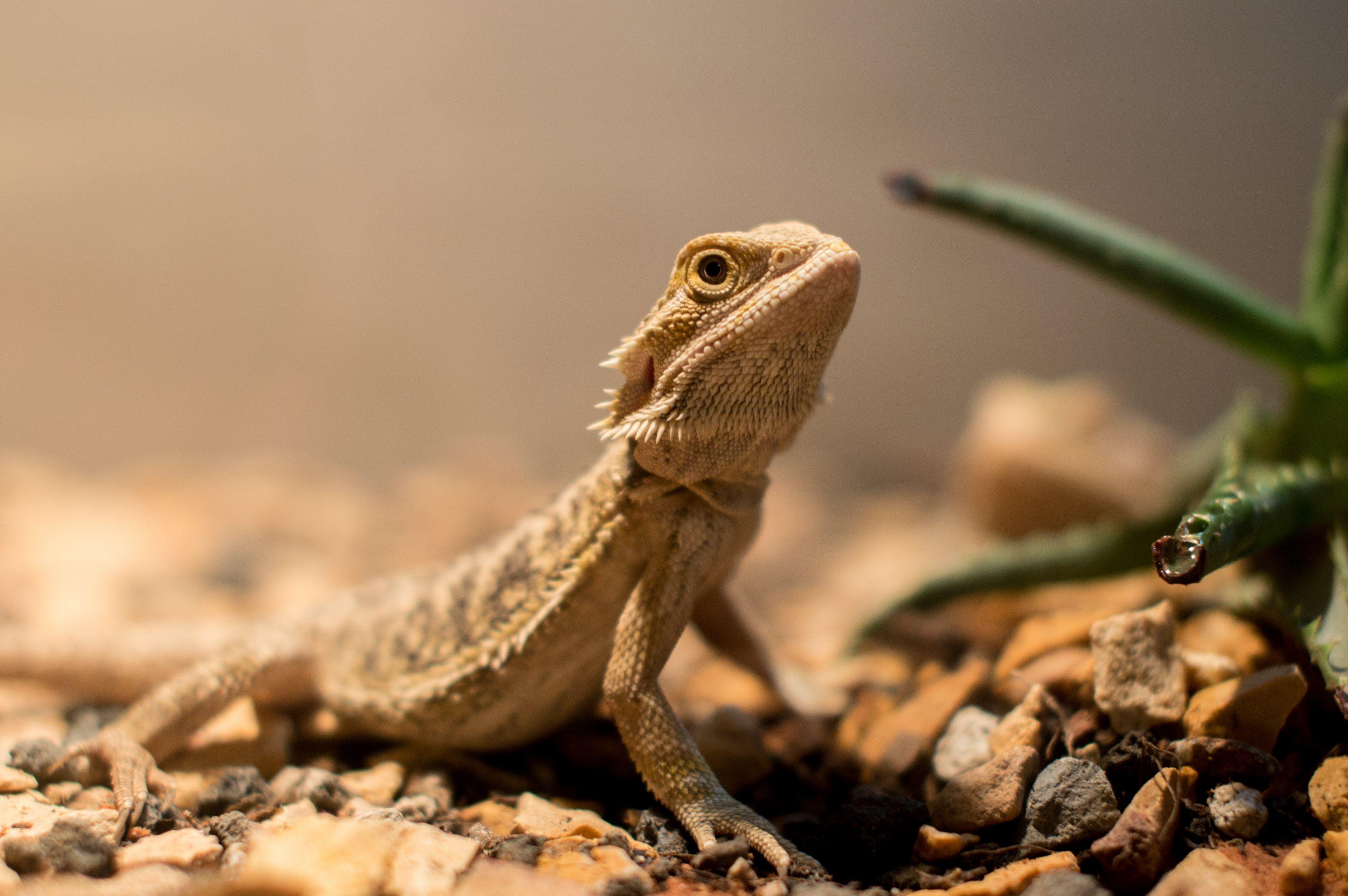 Lizards HD Wallpapers - Top Free Lizards HD Backgrounds - WallpaperAccess