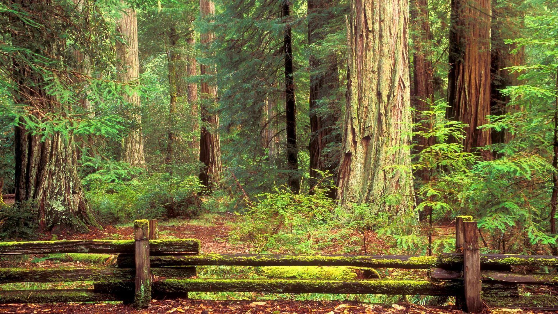 Redwood Desktop Wallpapers - Top Free Redwood Desktop Backgrounds ...