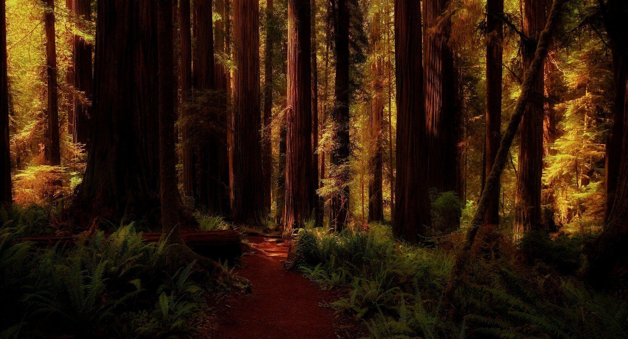 Redwood Sunset Wallpapers - Top Free Redwood Sunset Backgrounds ...
