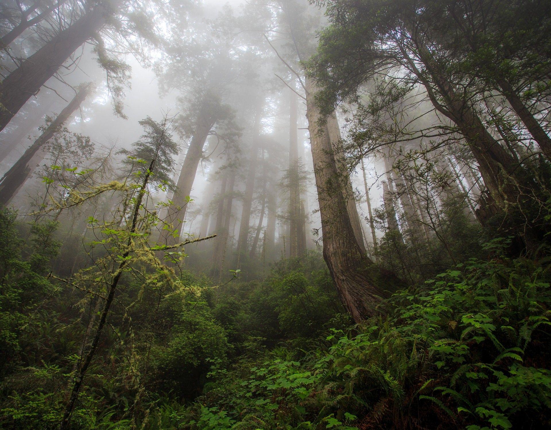 Redwood Desktop Wallpapers - Top Free Redwood Desktop Backgrounds ...