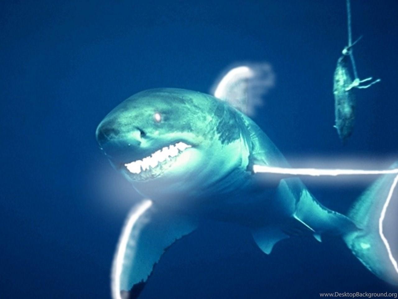 Neon Shark Wallpapers - Top Free Neon Shark Backgrounds - WallpaperAccess