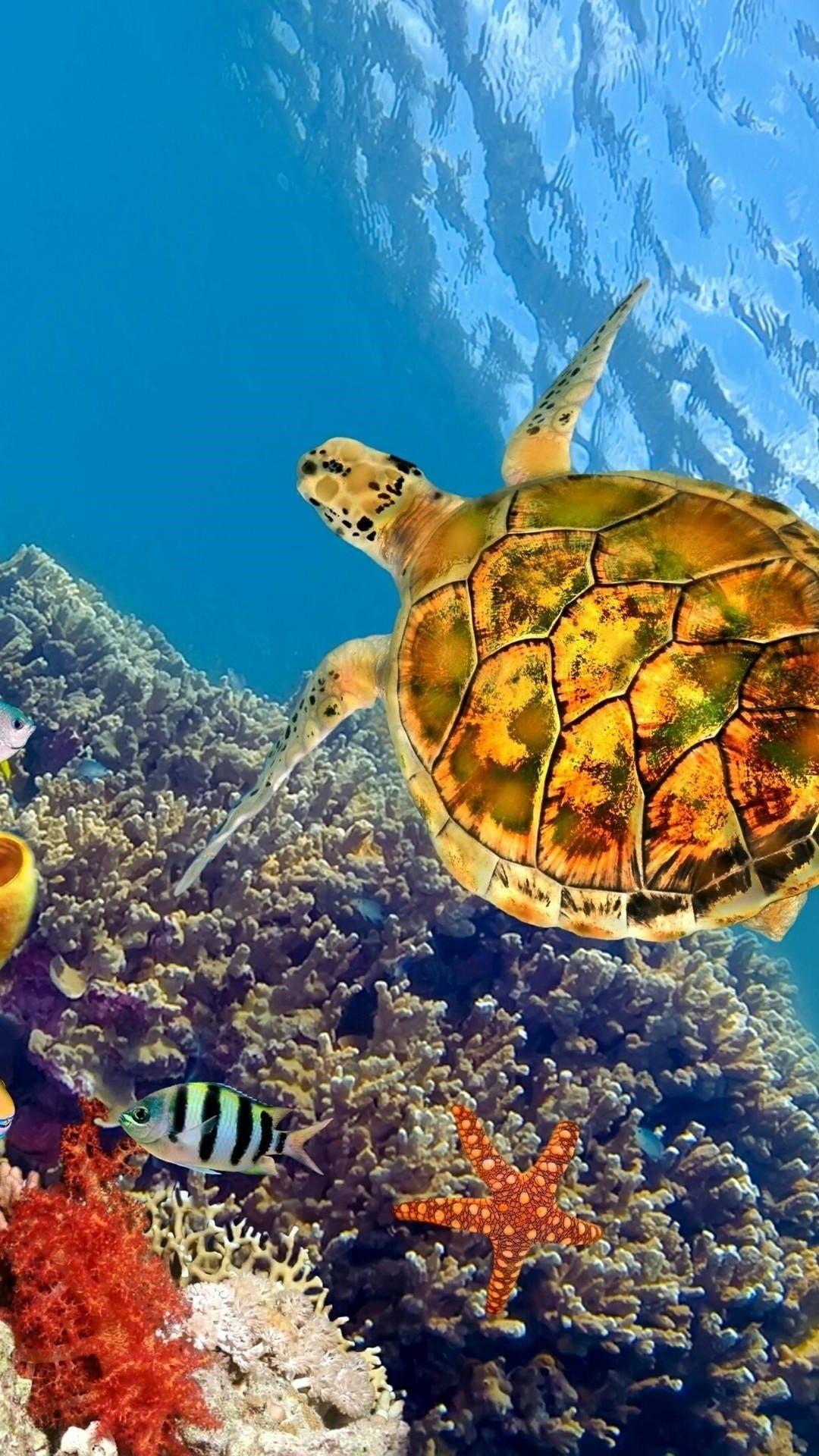 Turtle Art Wallpapers - Top Free Turtle Art Backgrounds - WallpaperAccess