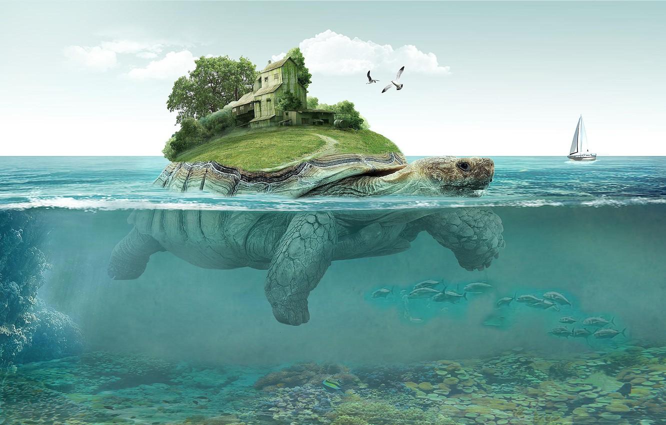 Turtle Art Wallpapers - Top Free Turtle Art Backgrounds - WallpaperAccess