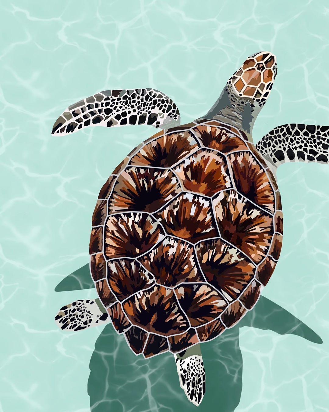 Turtle Art Wallpapers - Top Free Turtle Art Backgrounds - WallpaperAccess