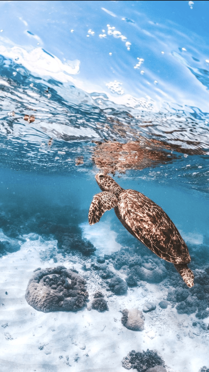 Aesthetic Turtle Wallpapers - Top Free Aesthetic Turtle Backgrounds ...