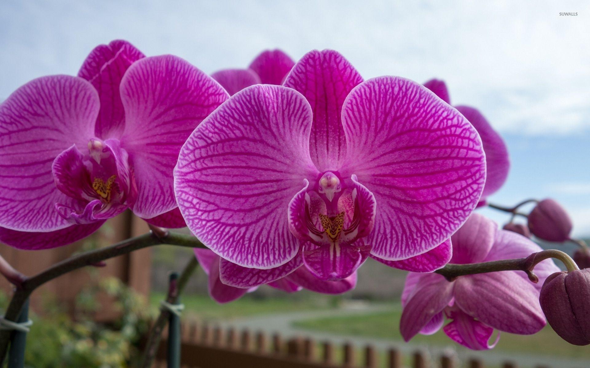 HD Orchid Wallpapers - Top Free HD Orchid Backgrounds - WallpaperAccess