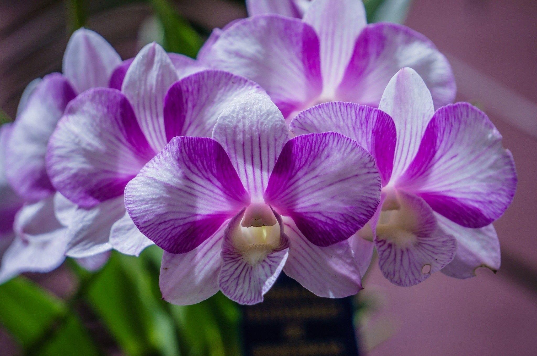 Purple Orchid Wallpapers Top Free Purple Orchid Backgrounds