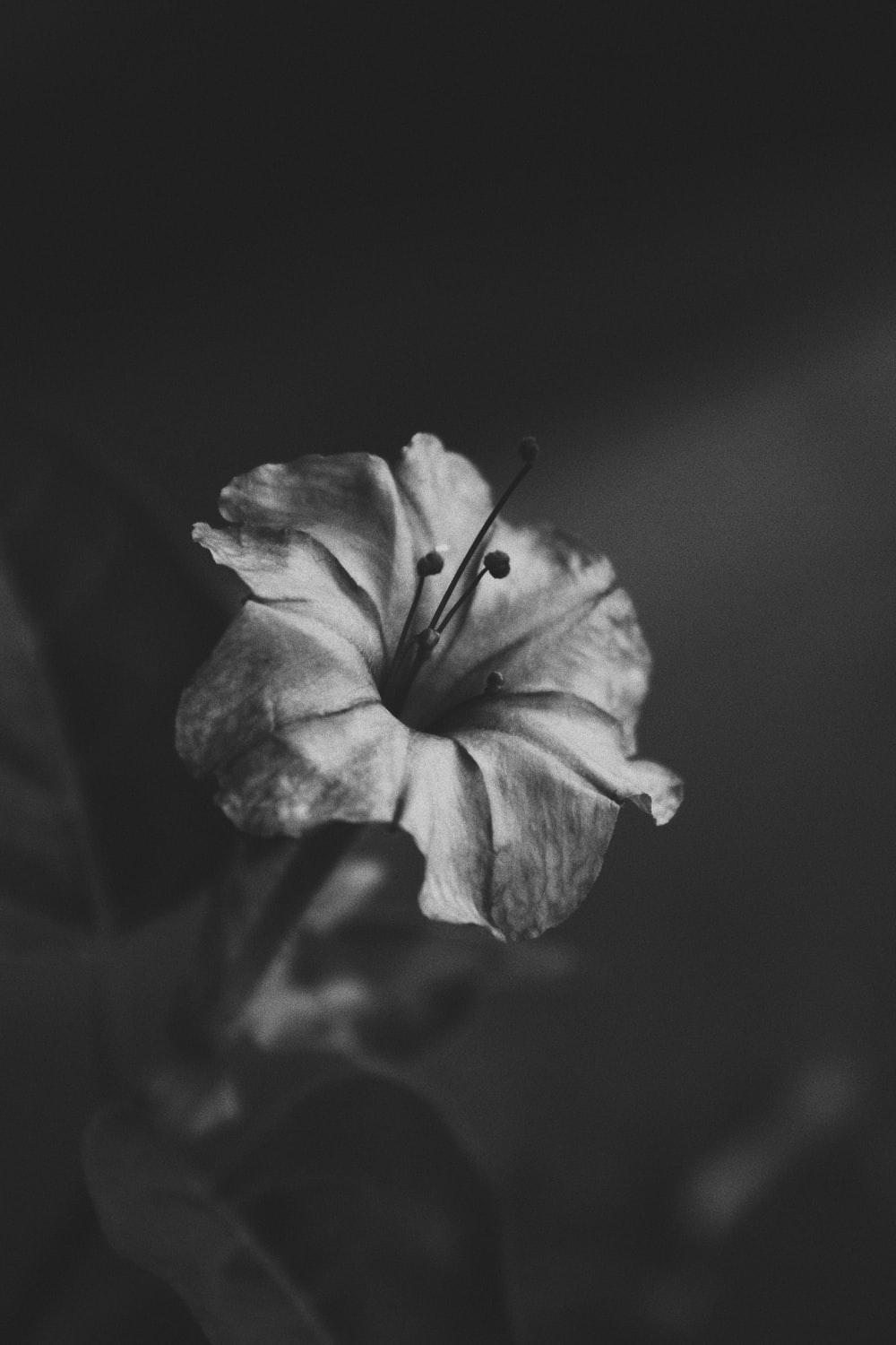 Grey Floral Wallpapers - Top Free Grey Floral Backgrounds - WallpaperAccess