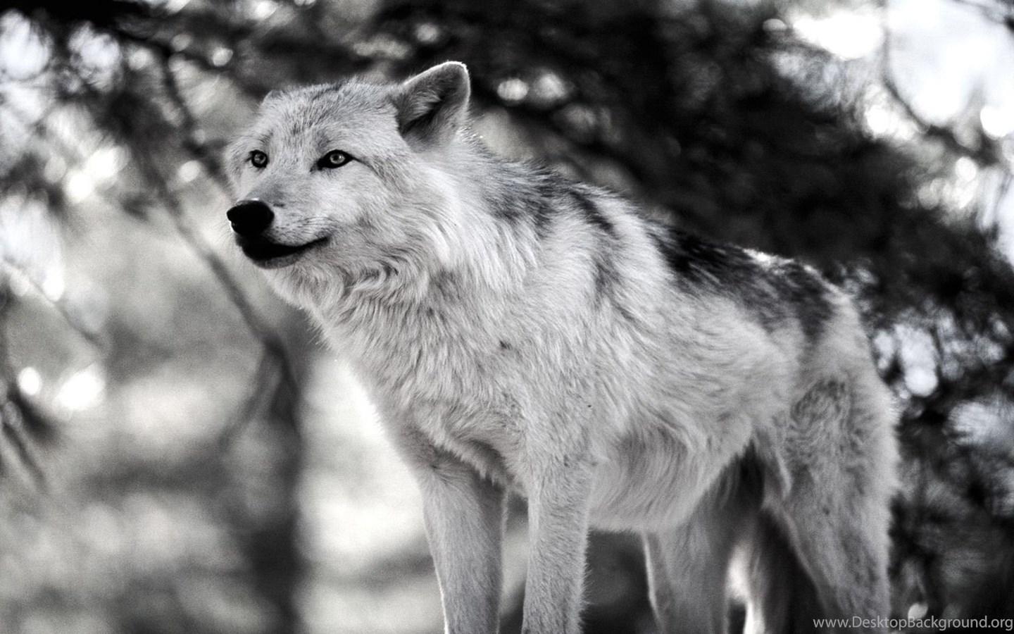 Wild Animals Desktop Wallpapers - Top Free Wild Animals Desktop ...