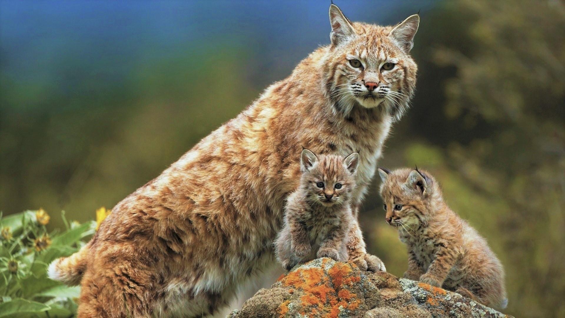 Lynx Desktop Wallpapers - Top Free Lynx Desktop Backgrounds - WallpaperAccess